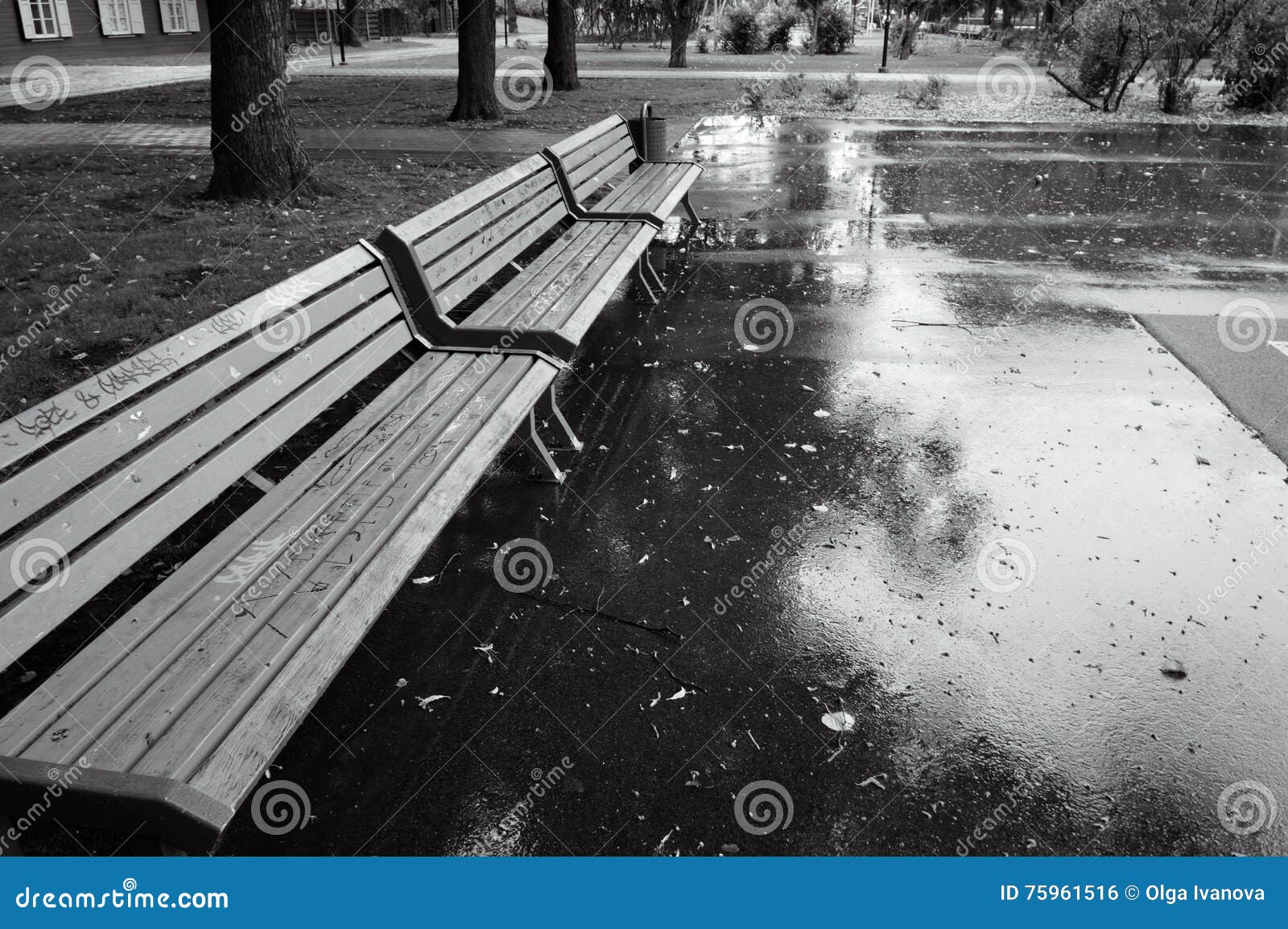 Rainy benches stock photo. Image of tree, green, city - 75961516