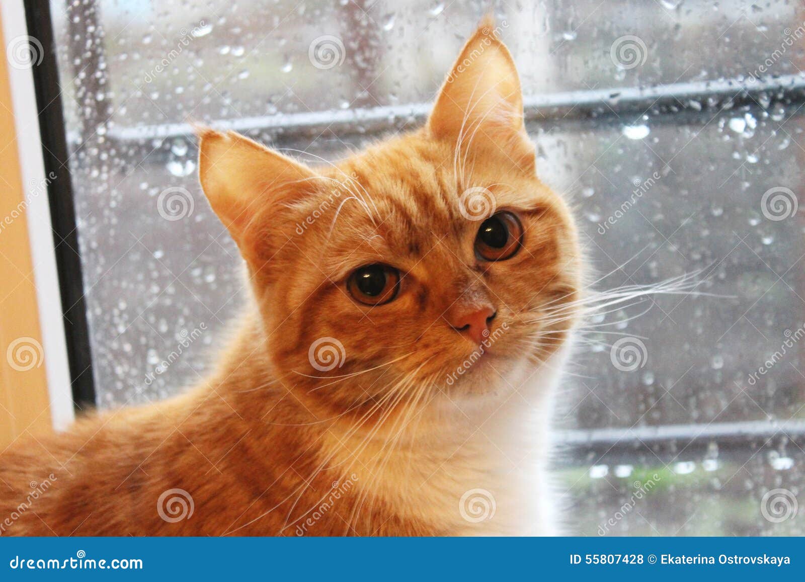 Rainy cat stock photo. Image of yellow, water, rain, window - 55807428