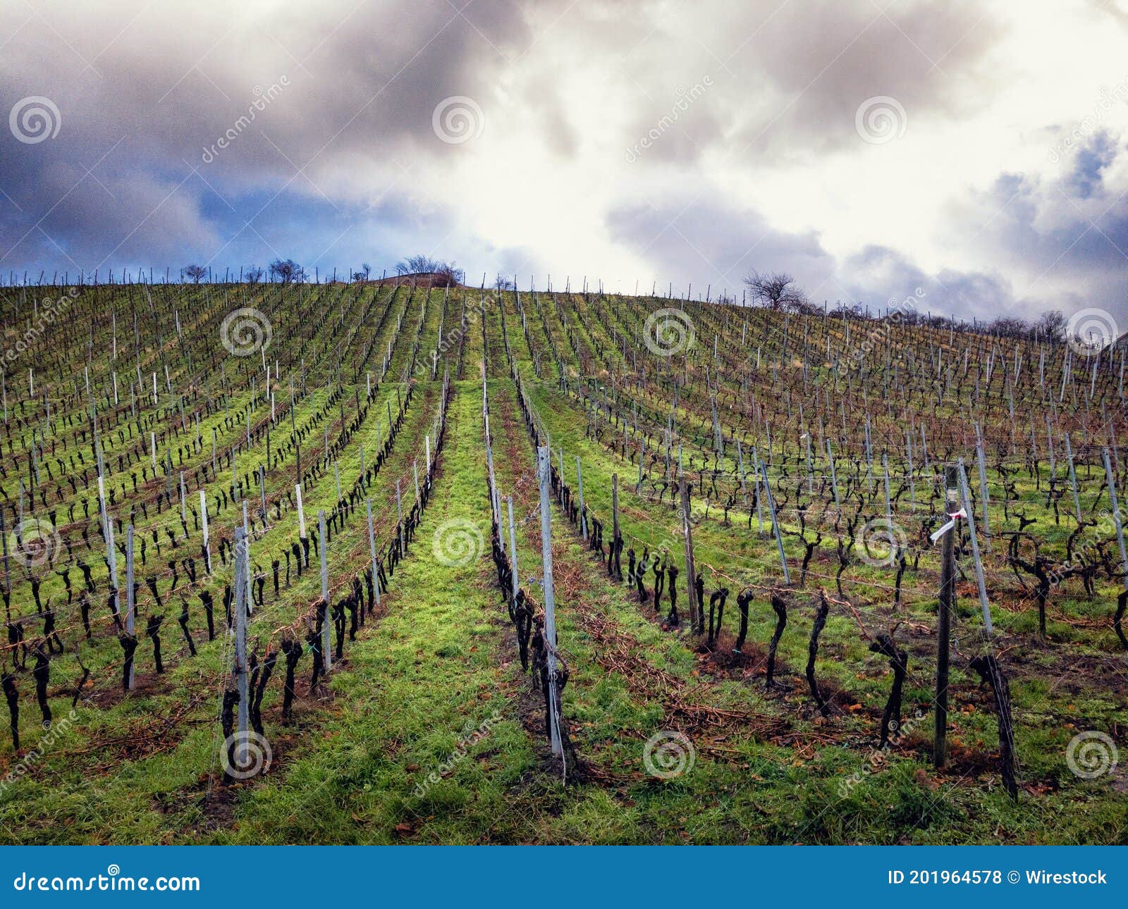 Rainy Cloudscape Over Rows of a Dry Vineyard in the Winter, Germany ...