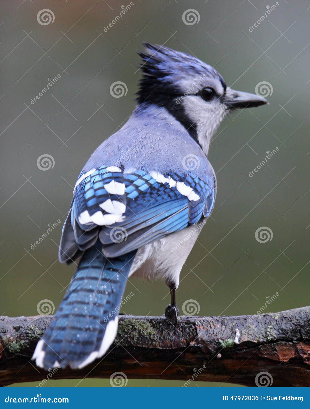 Rainy Day Blue Jay stock photo. Image of gripping, raindrop - 47972036