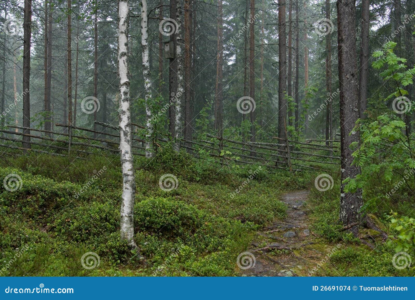 Rainy Day At Finnish Countryside Stock Photo - Image of lush, rainy ...