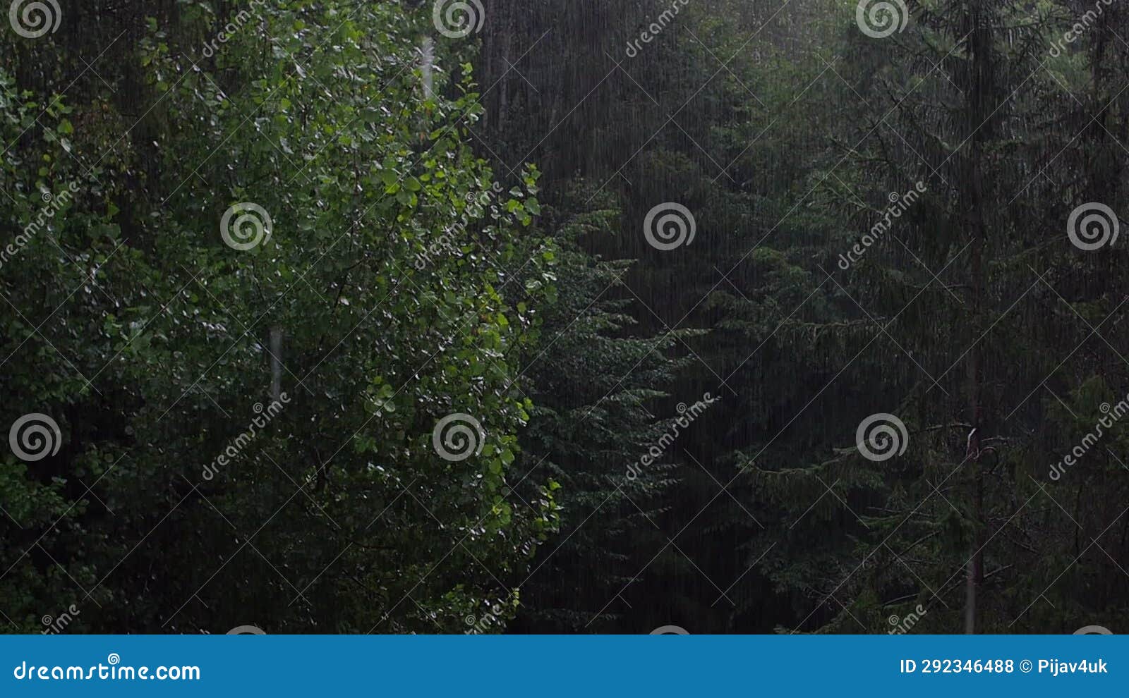 Rainy Day in the Forest in the Mountains Stock Footage - Video of rainy ...