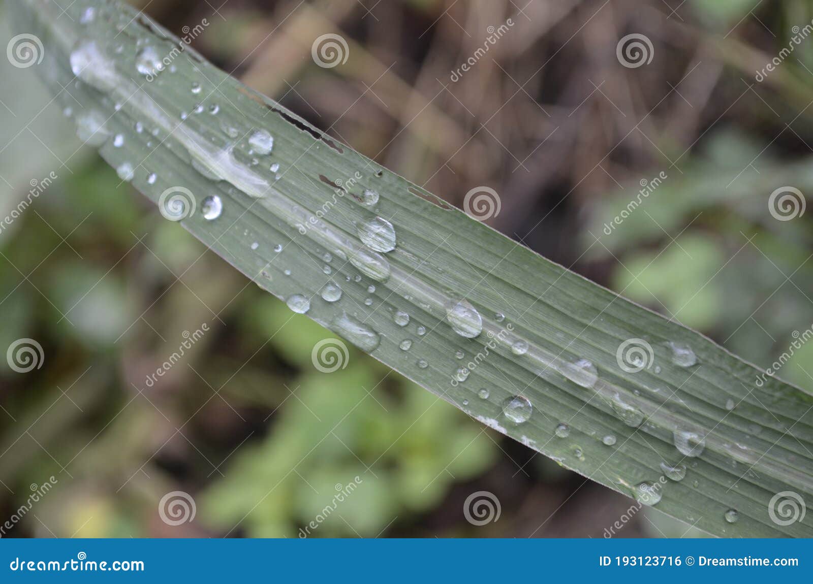 A gross with drops stock photo. Image of close, looks - 193123716