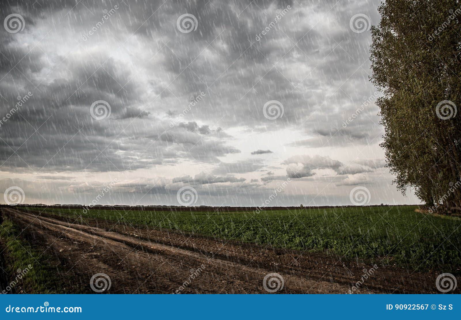 Rainy day in the nature stock image. Image of alfalfa - 90922567