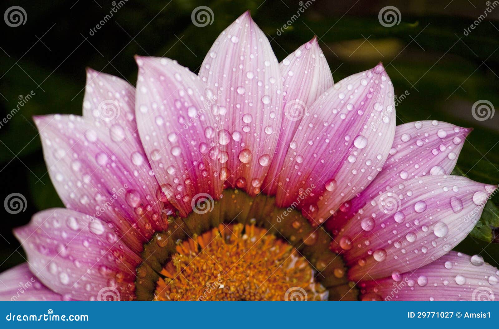 Water drops on pink flower stock image. Image of close - 29771027