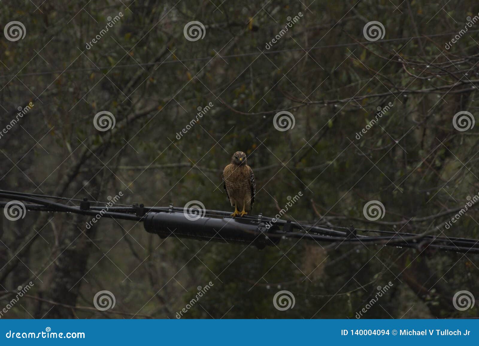 Rainy Day Red Shouldered Hawk on a Wire Stock Photo - Image of ready ...