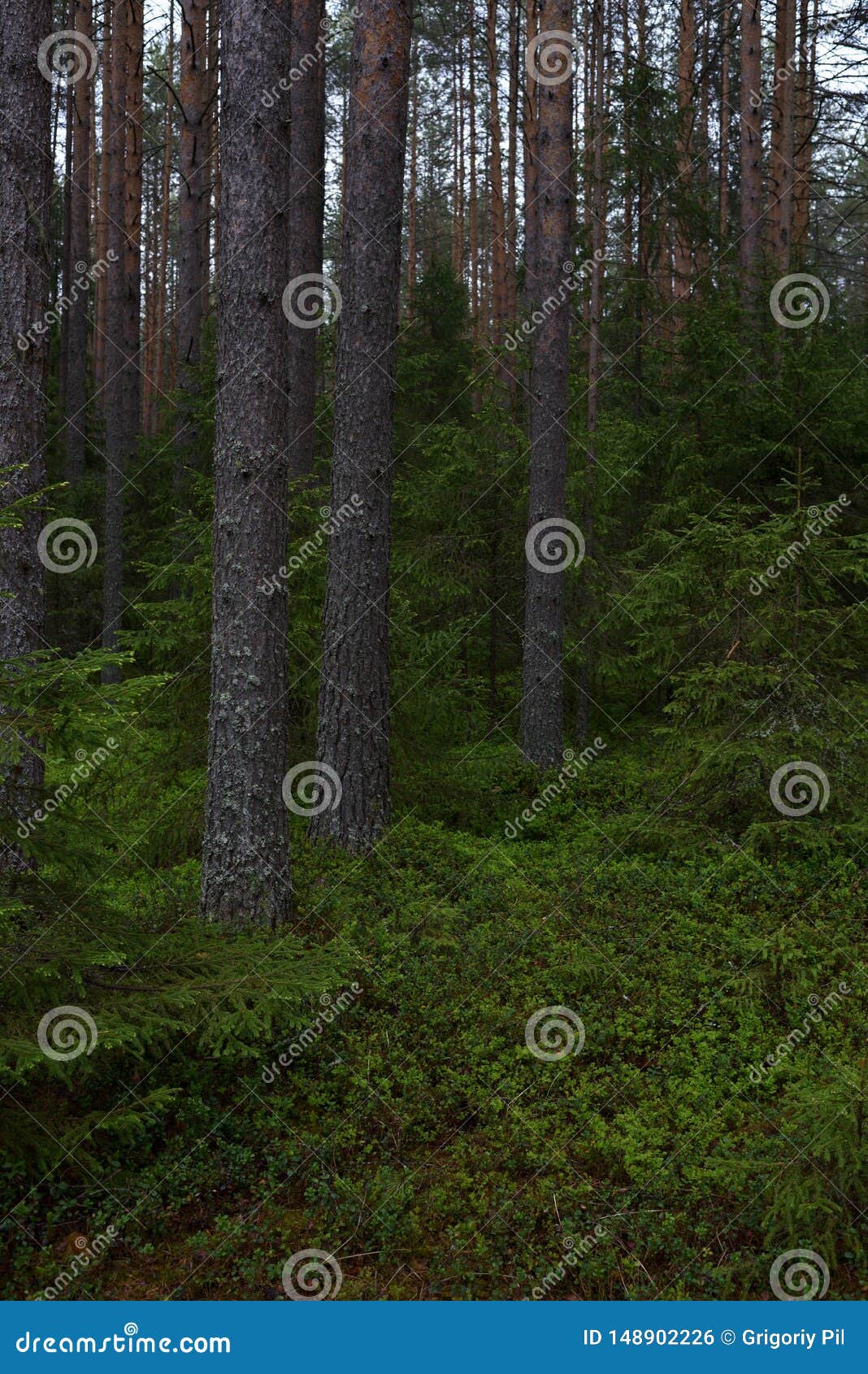 Rainy Day in the Taiga Forest Stock Photo - Image of bright, rain ...