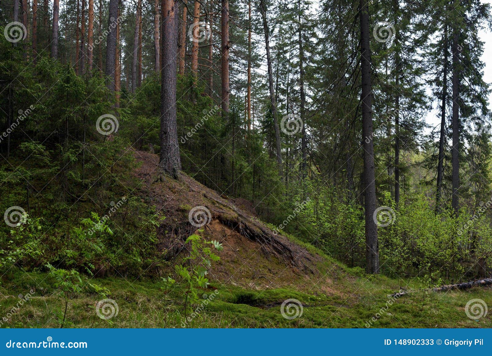 Rainy Day in the Taiga Forest Stock Image - Image of cloudy, planet ...