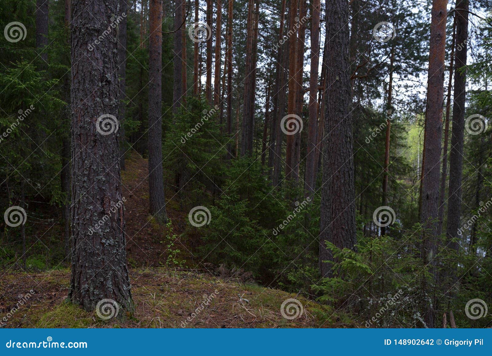Rainy Day in the Taiga Forest Stock Photo - Image of beautiful, light ...
