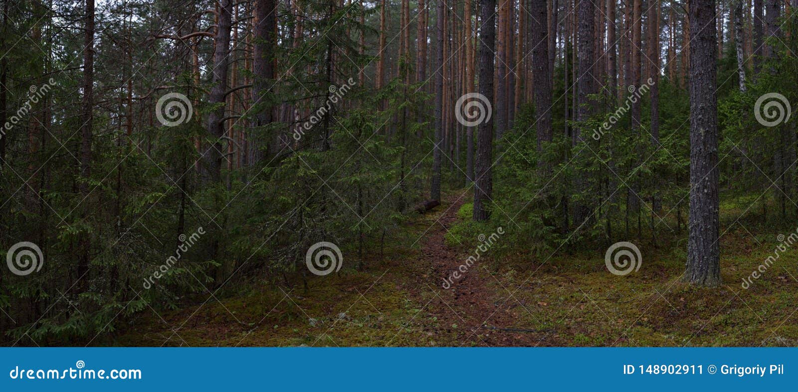 Rainy Day in the Taiga Forest Stock Image - Image of natural, life ...