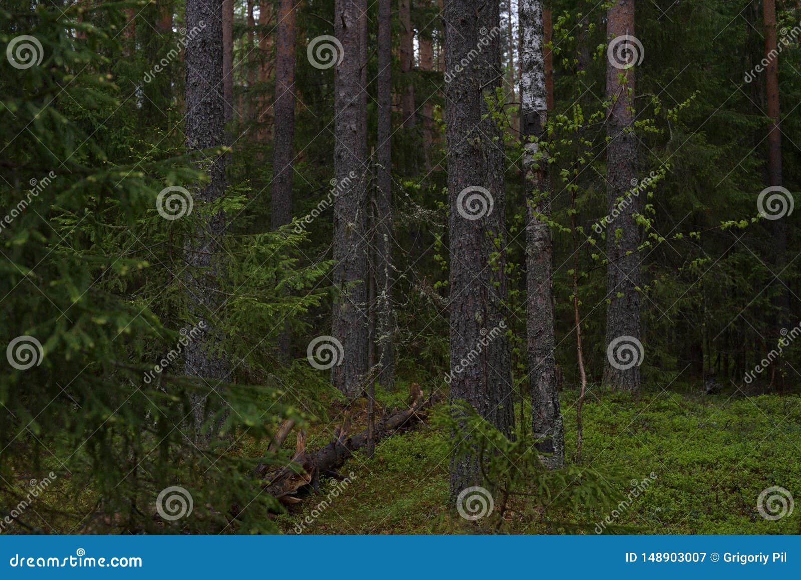 Rainy Day in the Taiga Forest Stock Image - Image of pine, planet ...