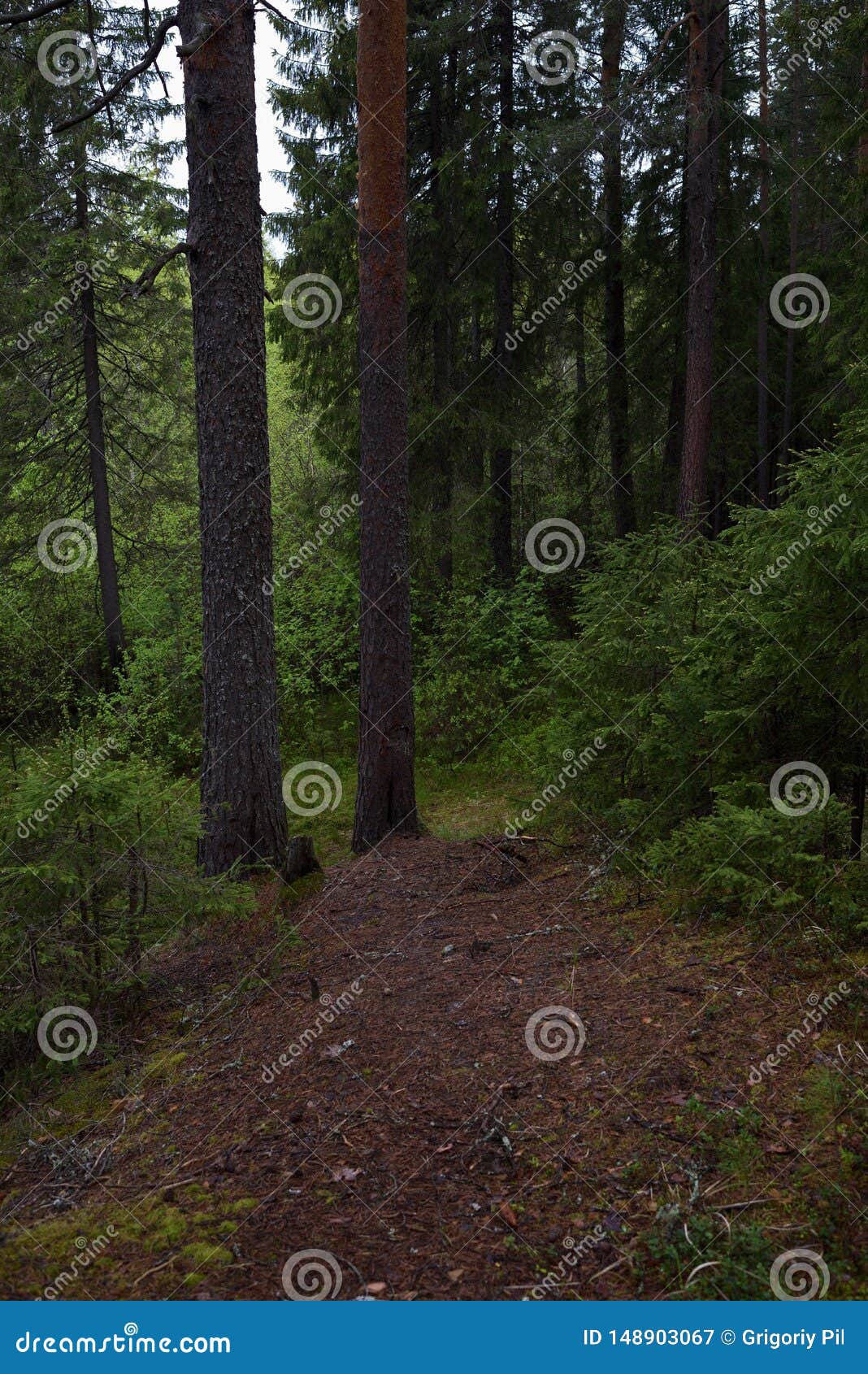 Rainy Day in the Taiga Forest Stock Image - Image of boreal, light ...
