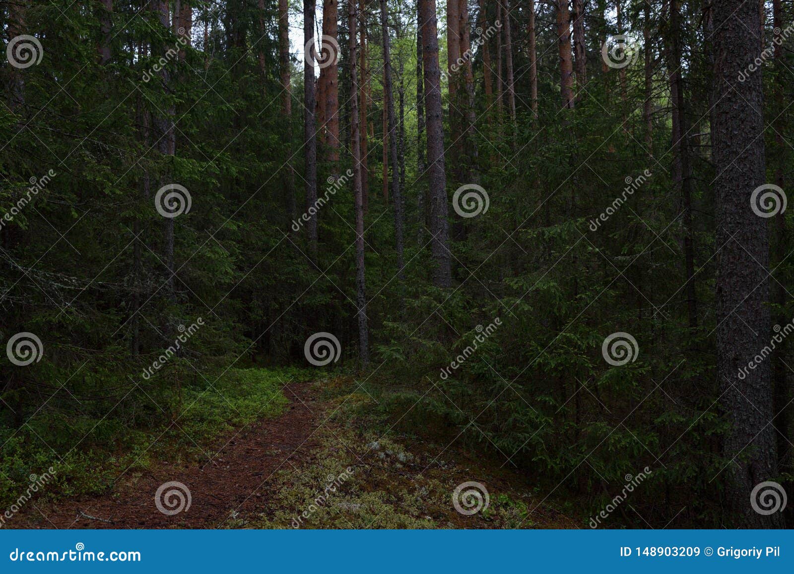 Rainy Day in the Taiga Forest Stock Image - Image of bright, beautiful ...