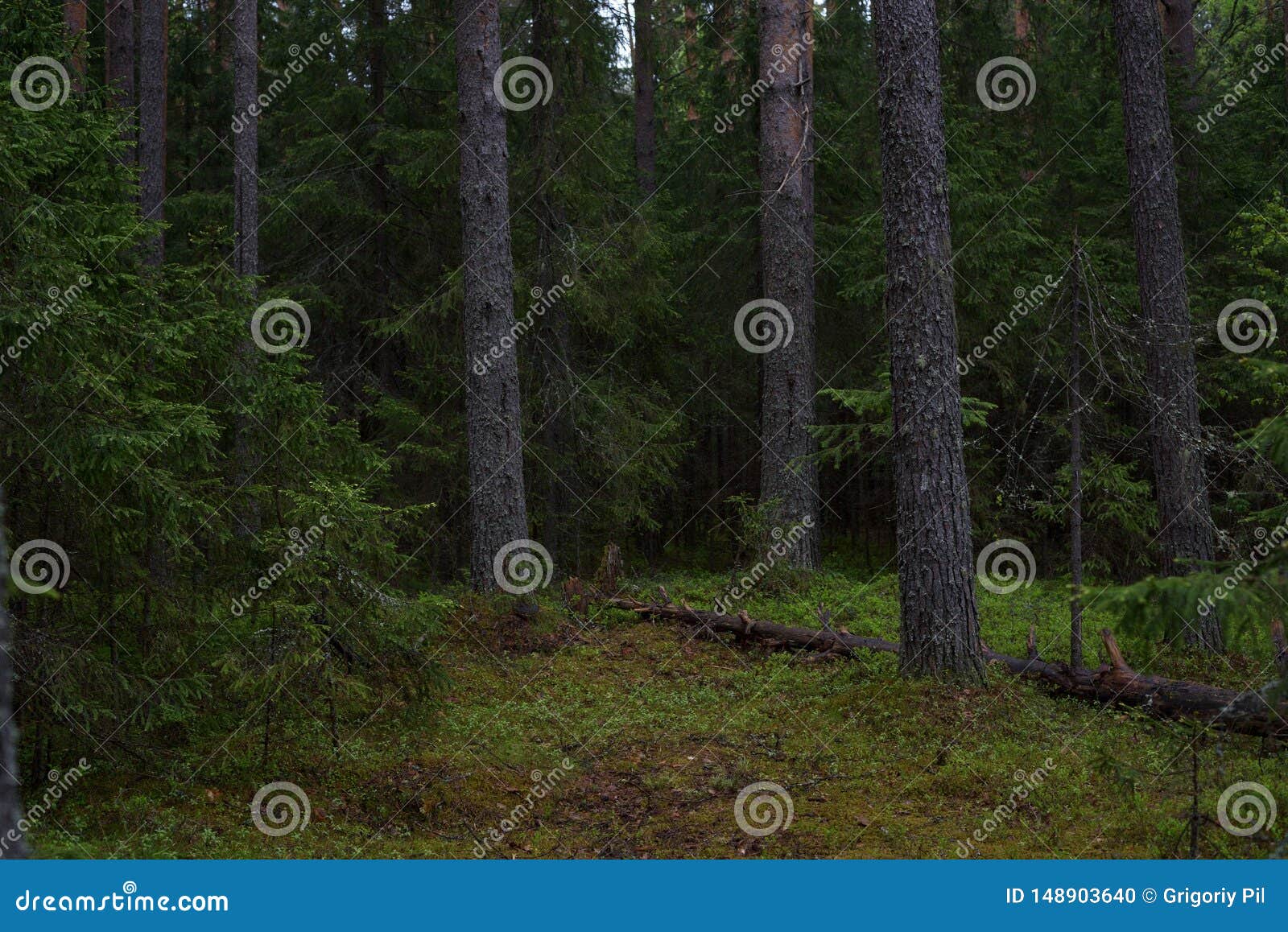 Rainy Day in the Taiga Forest Stock Photo - Image of beautiful, nature ...