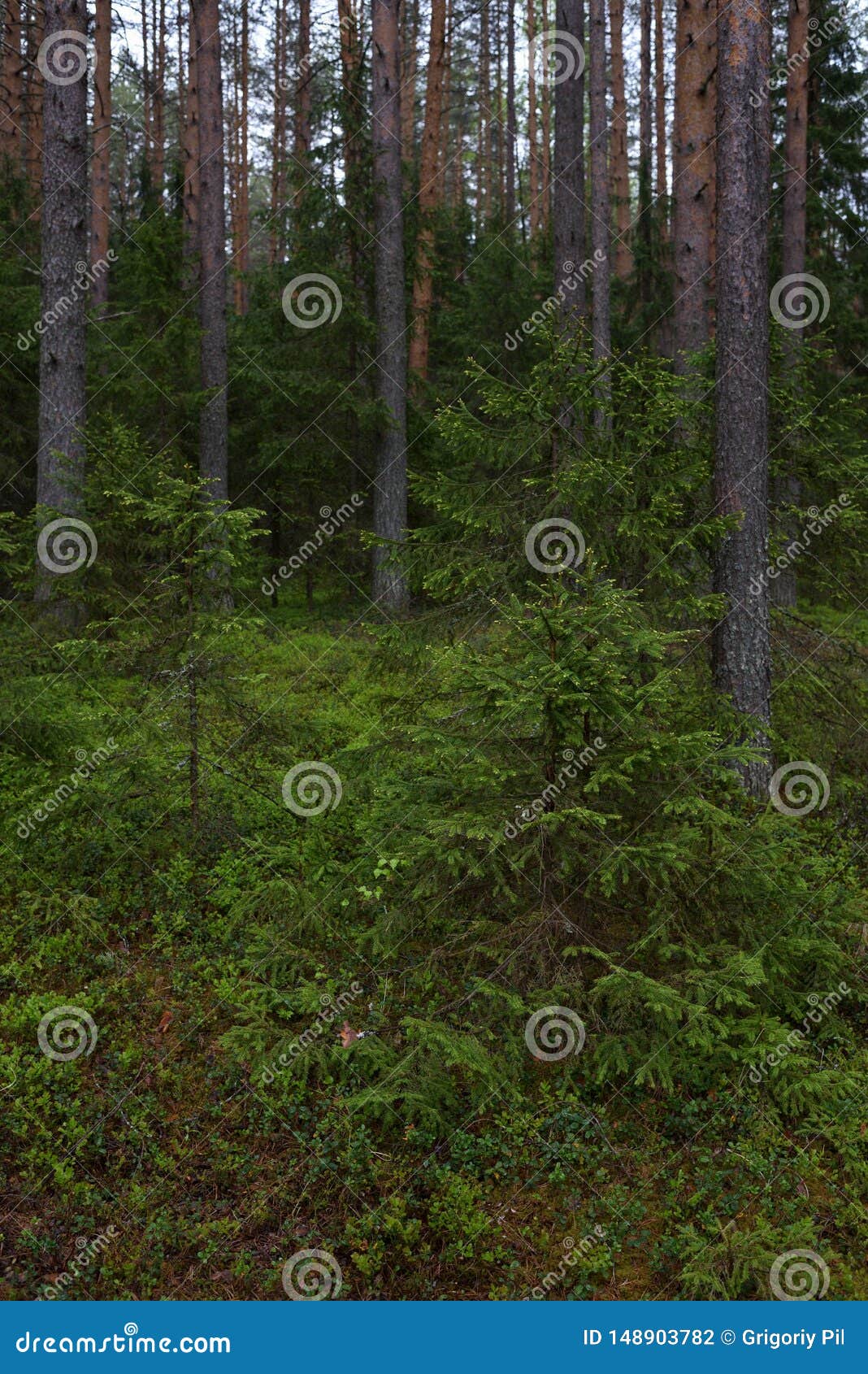 Rainy Day in the Taiga Forest Stock Photo - Image of morning, beautiful ...