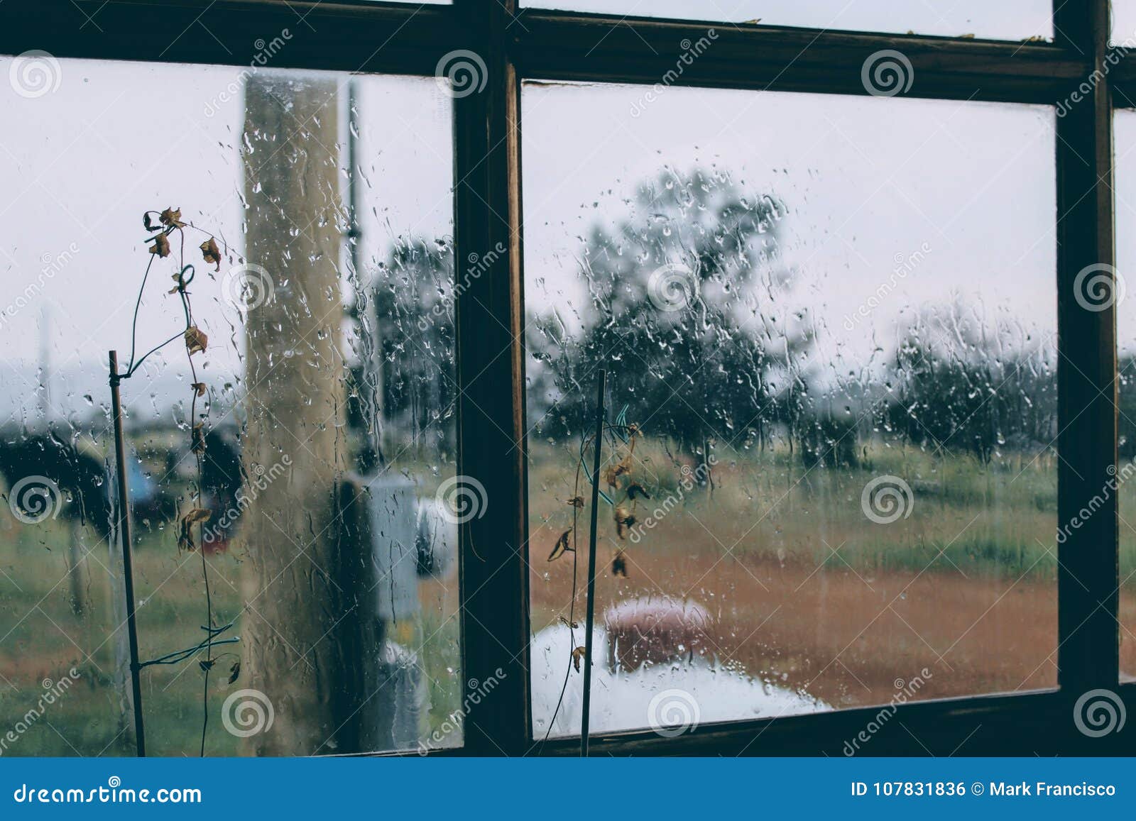 Rainy Day Window Flower Cloudy Indoor Stock Photo - Image of rainy ...