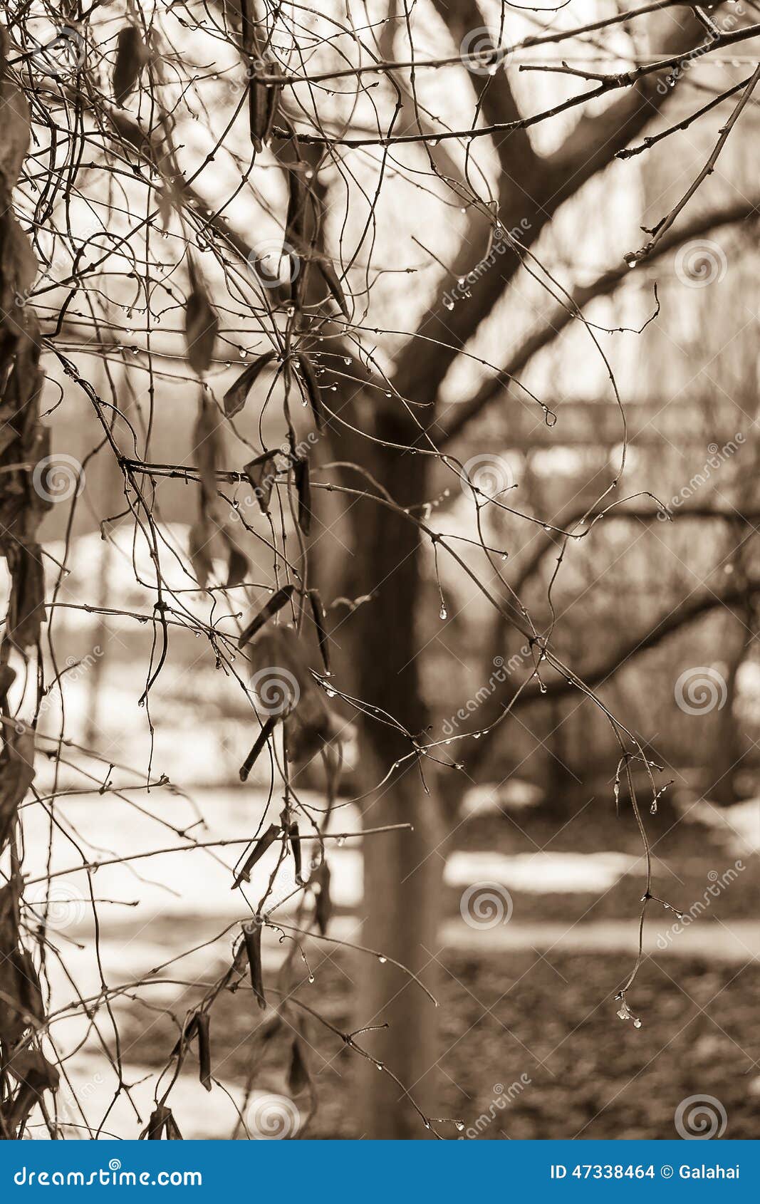Rainy Day in the Winter Garden, Sepia Stock Photo - Image of cold ...
