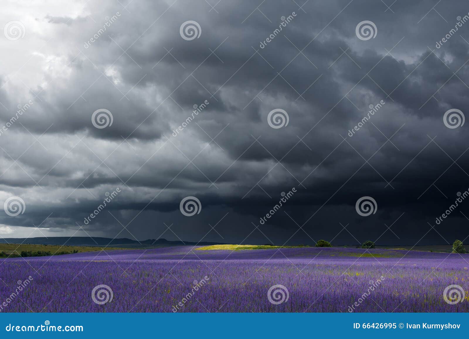 Rainy Dramatic Clouds Over Beautiful Purple Field Stock Image - Image ...
