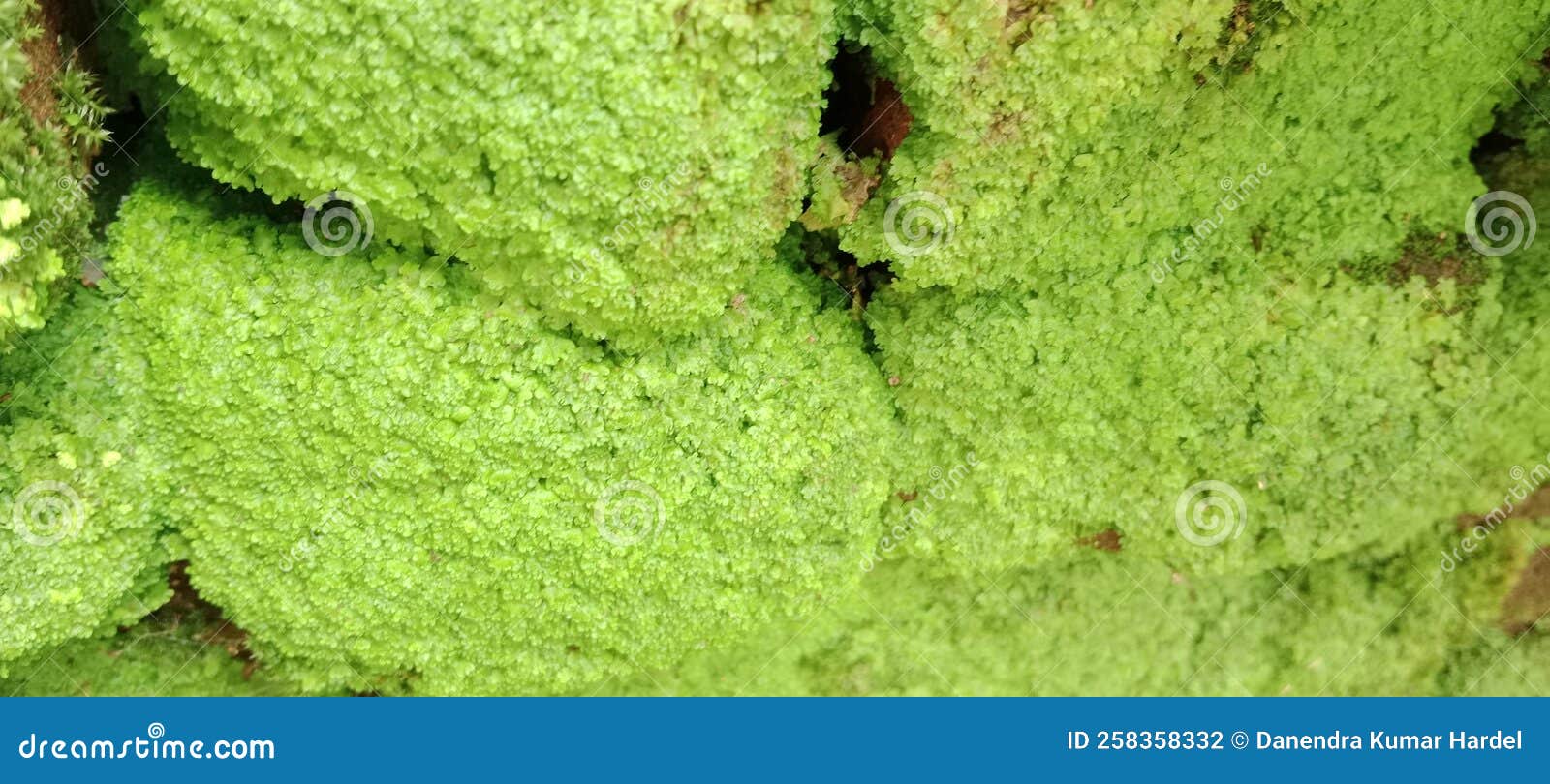 Rainy Effect, Growing Lichen on the Bricks. Stock Photo - Image of crop ...