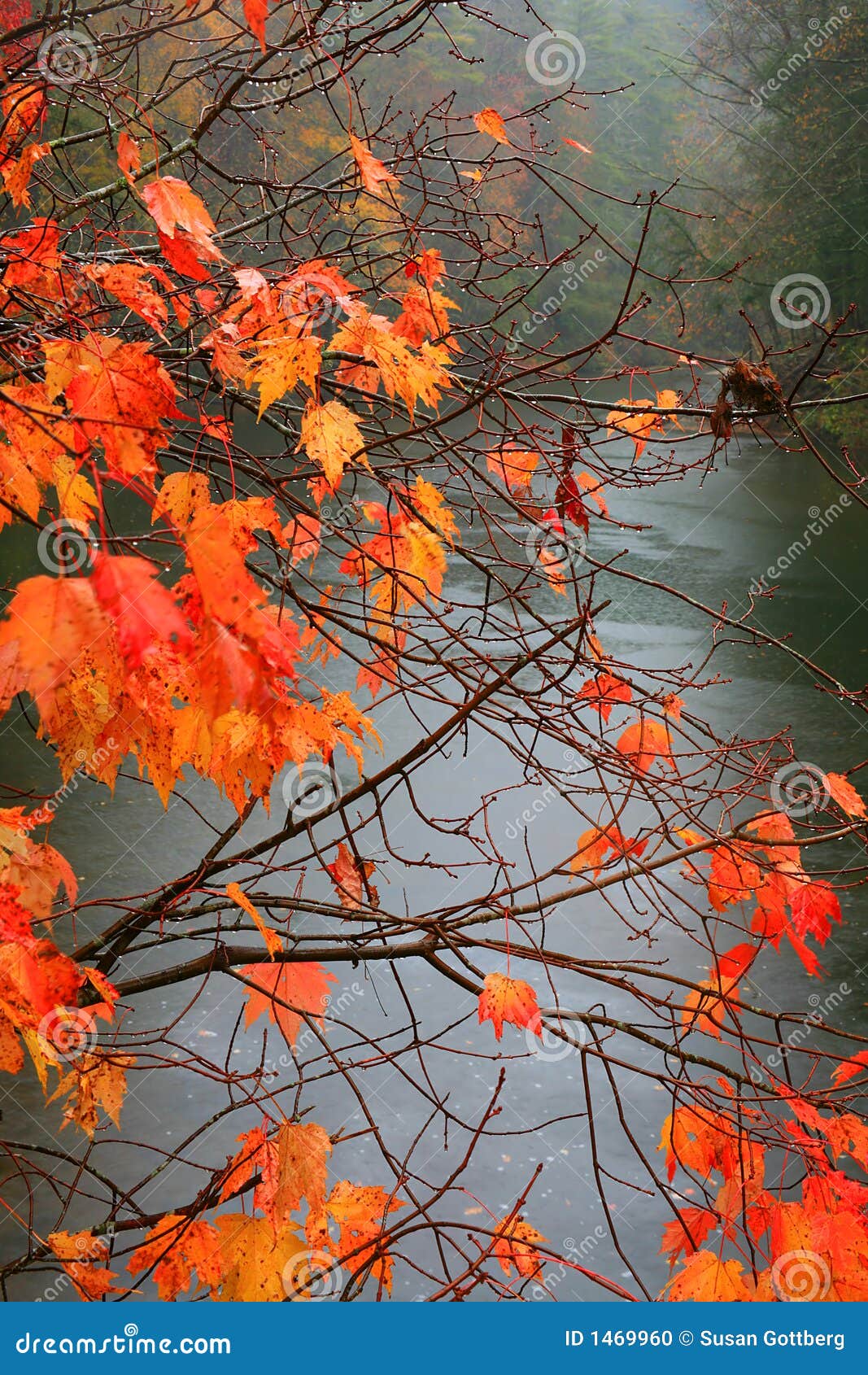 Rainy Fall Day stock photo. Image of blaze, fall, wilderness - 1469960