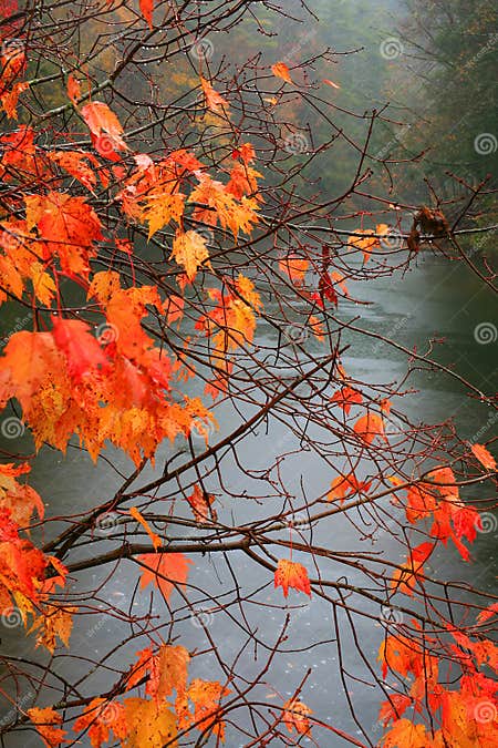 Rainy Fall Day stock photo. Image of blaze, fall, wilderness - 1469960