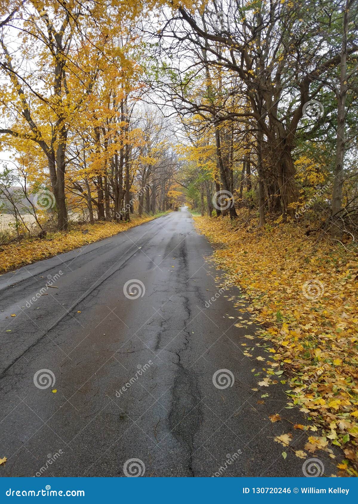 Rainy fall day stock photo. Image of country, northwest - 130720246