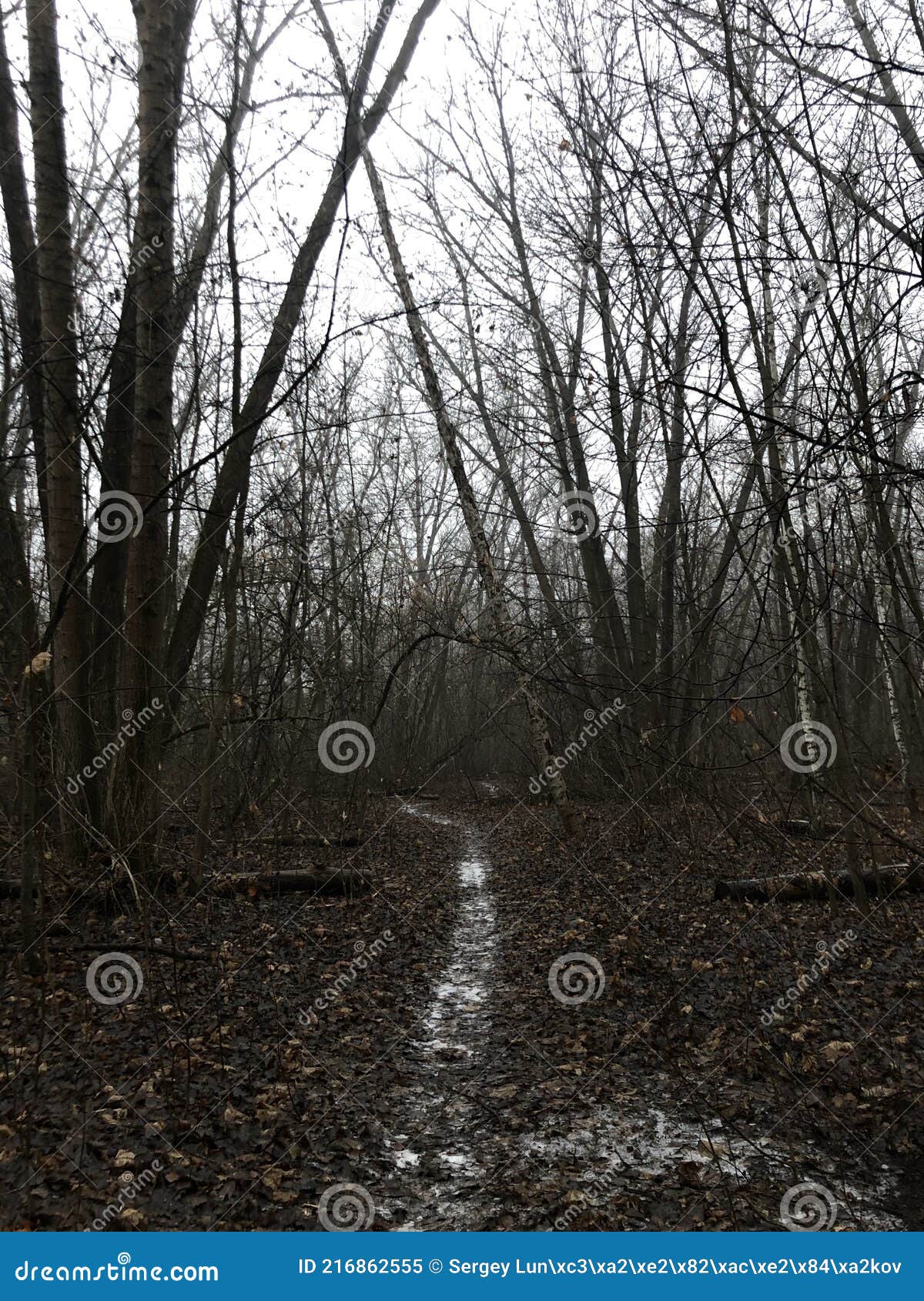 Rainy forest path stock image. Image of early, path - 216862555