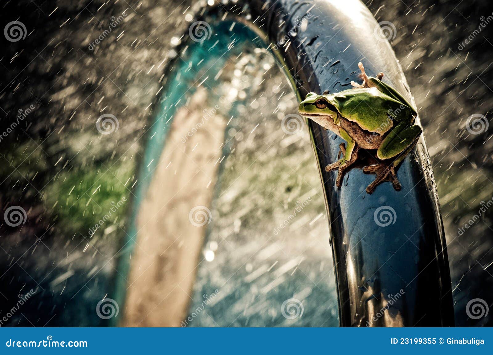 Rainy frog stock image. Image of marsh, wildlife, lake - 23199355
