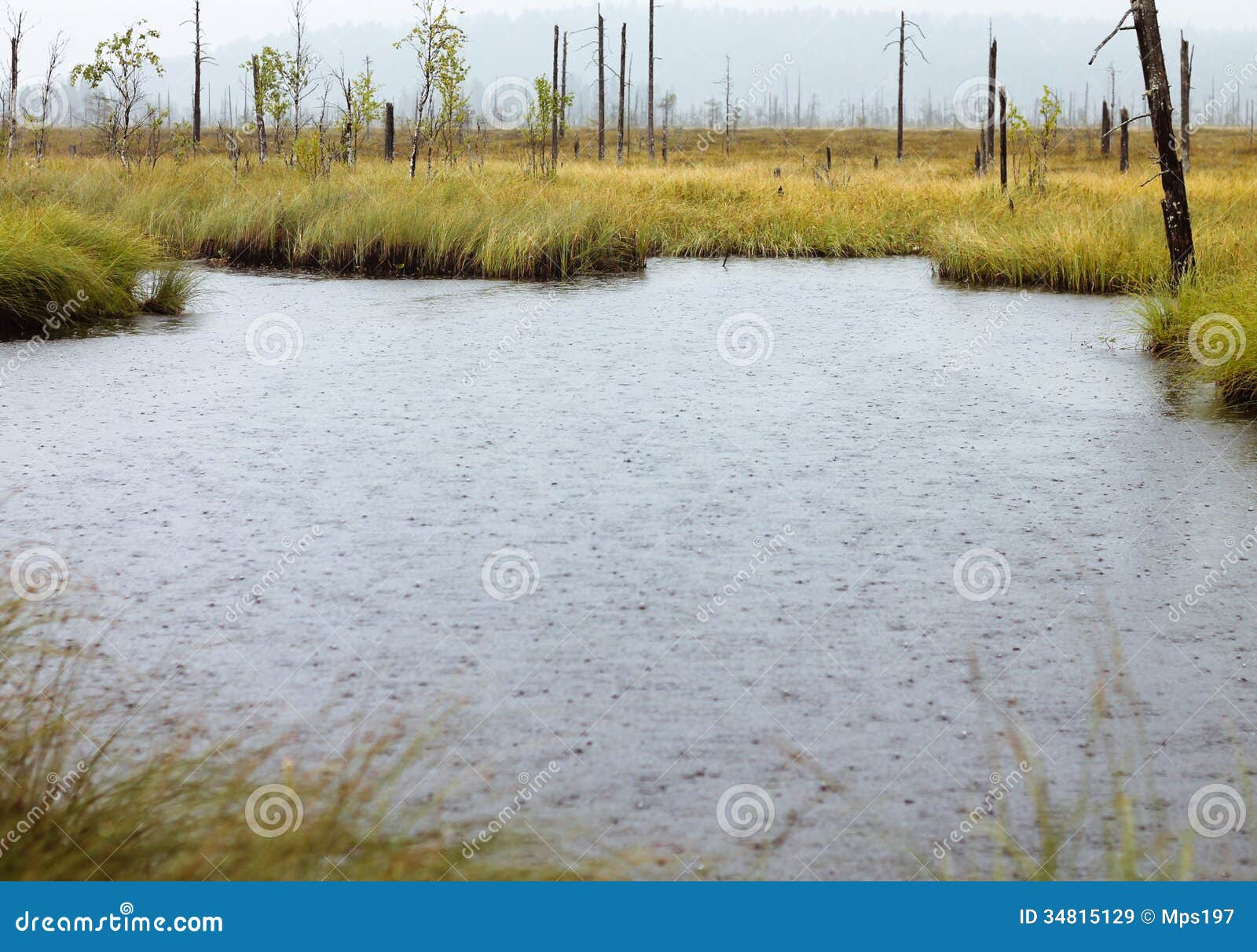 Rainy lake at the bog stock image. Image of habitat, droplets - 34815129