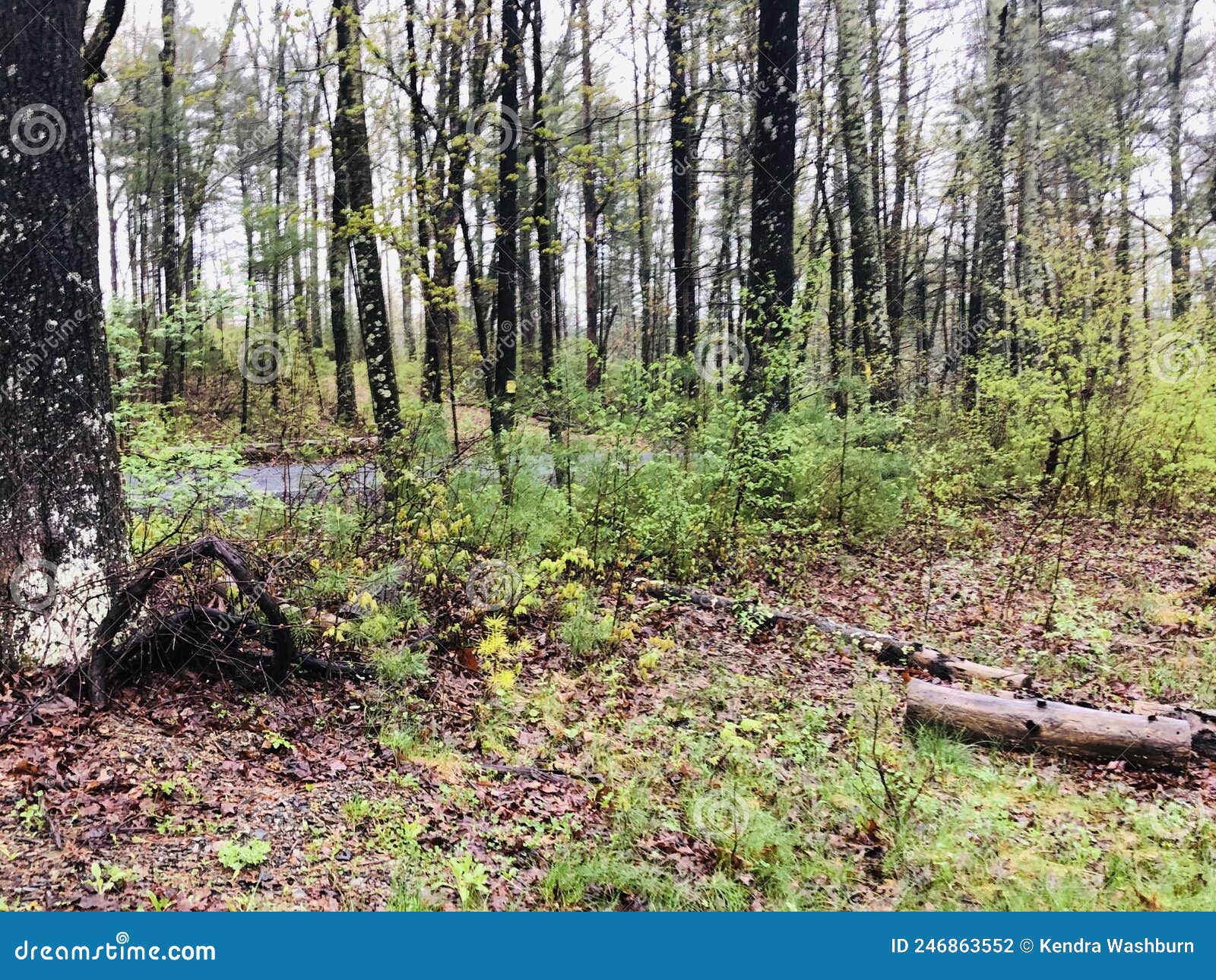 Rainy May Morning stock photo. Image of horses, harrisburg - 246863552