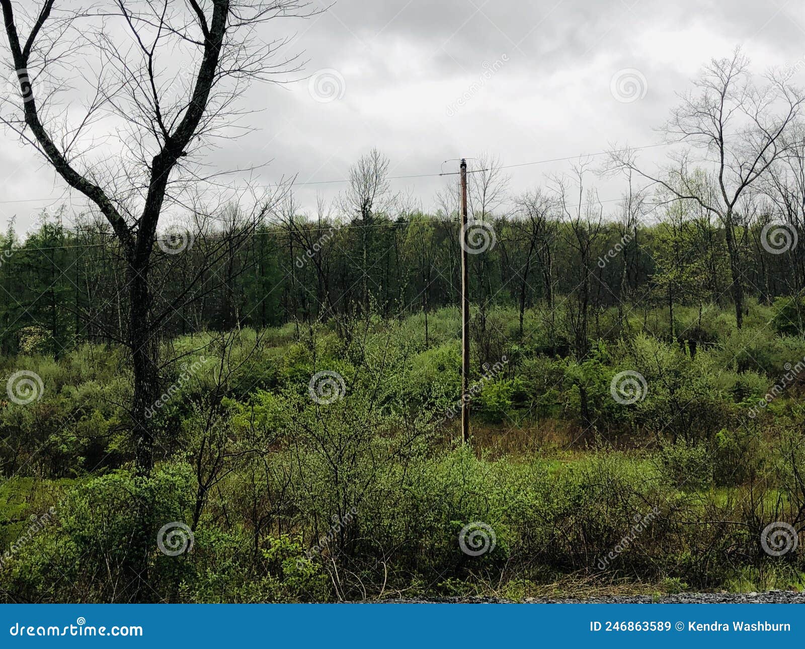 Rainy May Morning stock image. Image of ducks, landscapes - 246863589