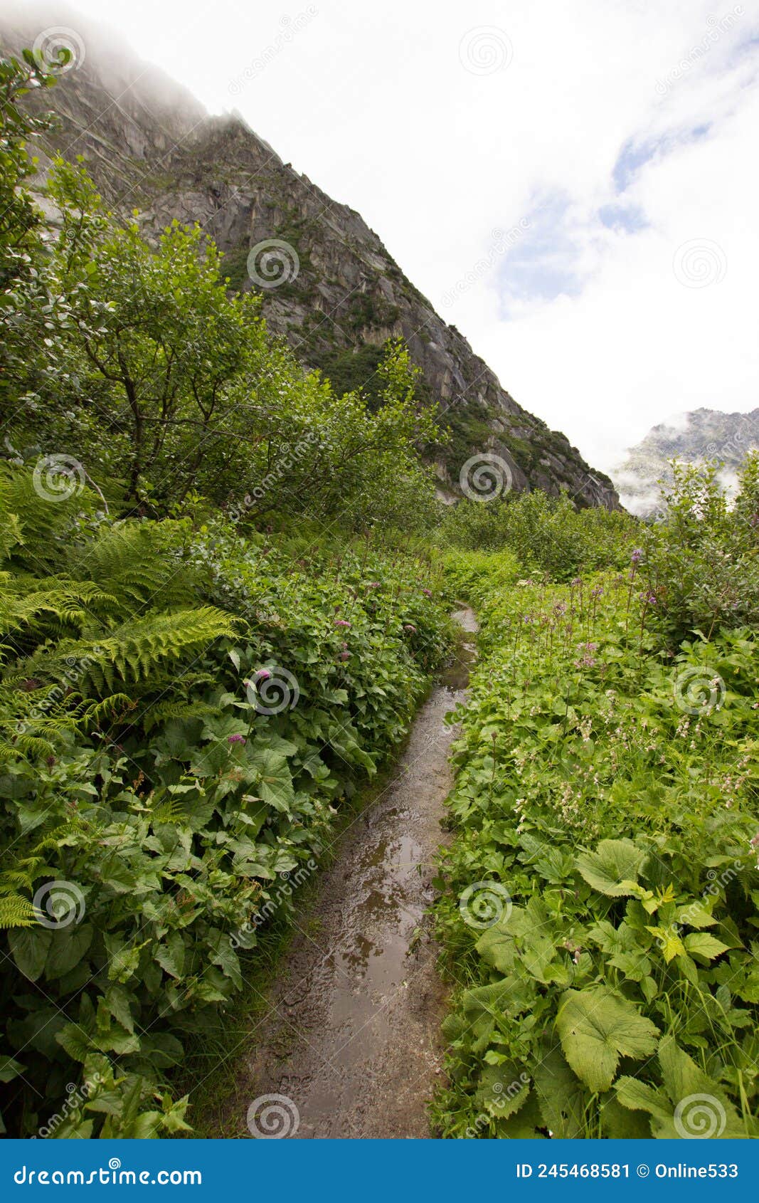 Rainy Path in a Forest in the Mountains Stock Image - Image of bright ...