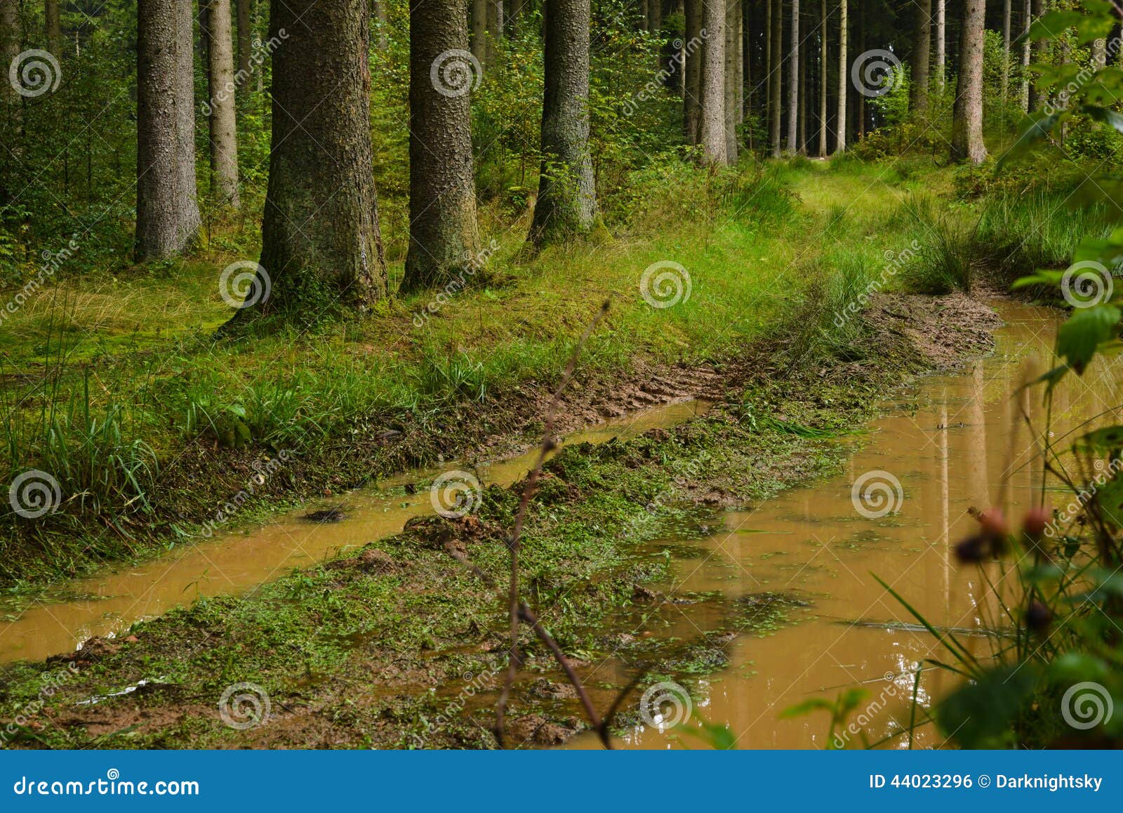 Rainy path stock photo. Image of hill, foresting, environment - 44023296
