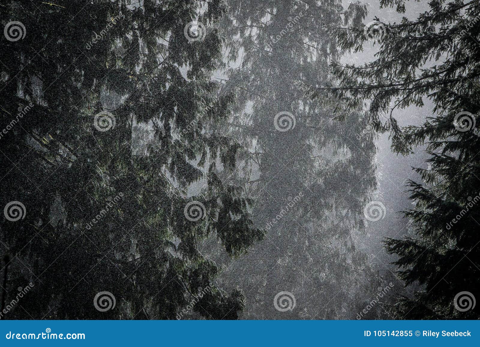 Rainy Pine Forest, Washington Stock Image - Image of pine, mist: 105142855