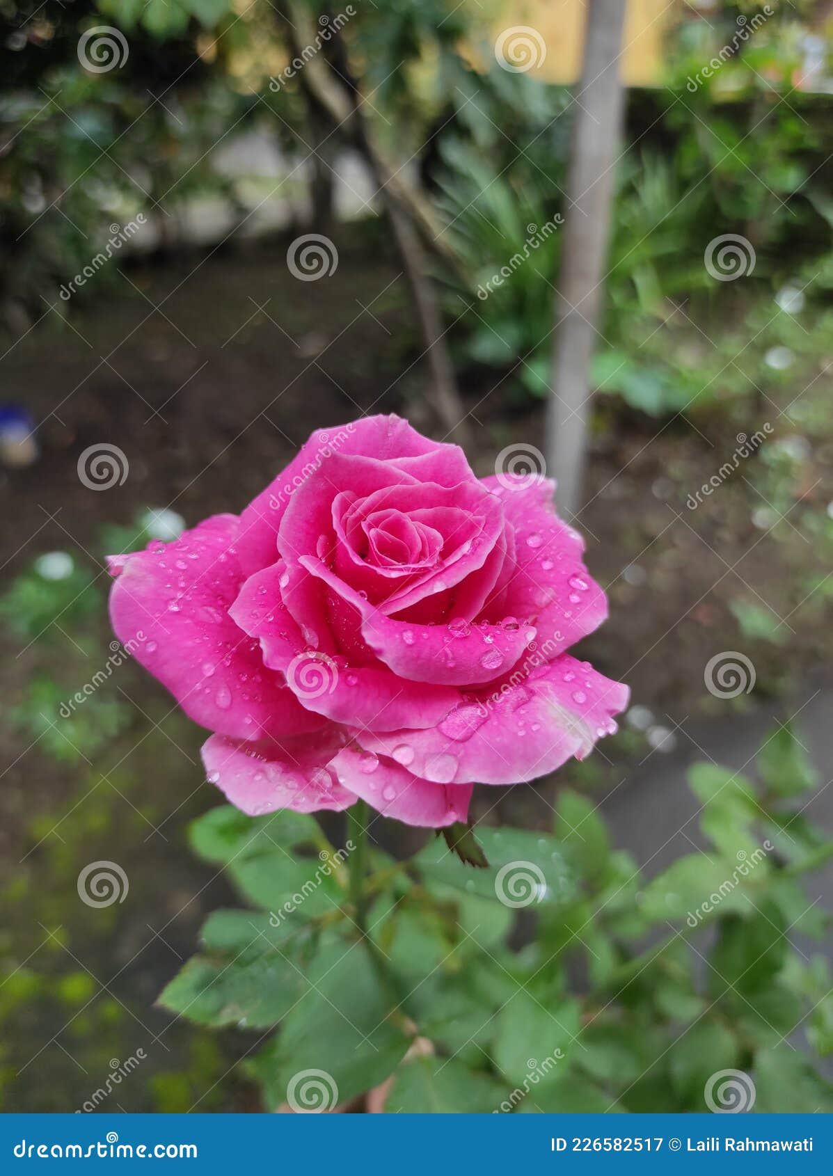Rainy pink rose stock image. Image of shrub, blossom - 226582517
