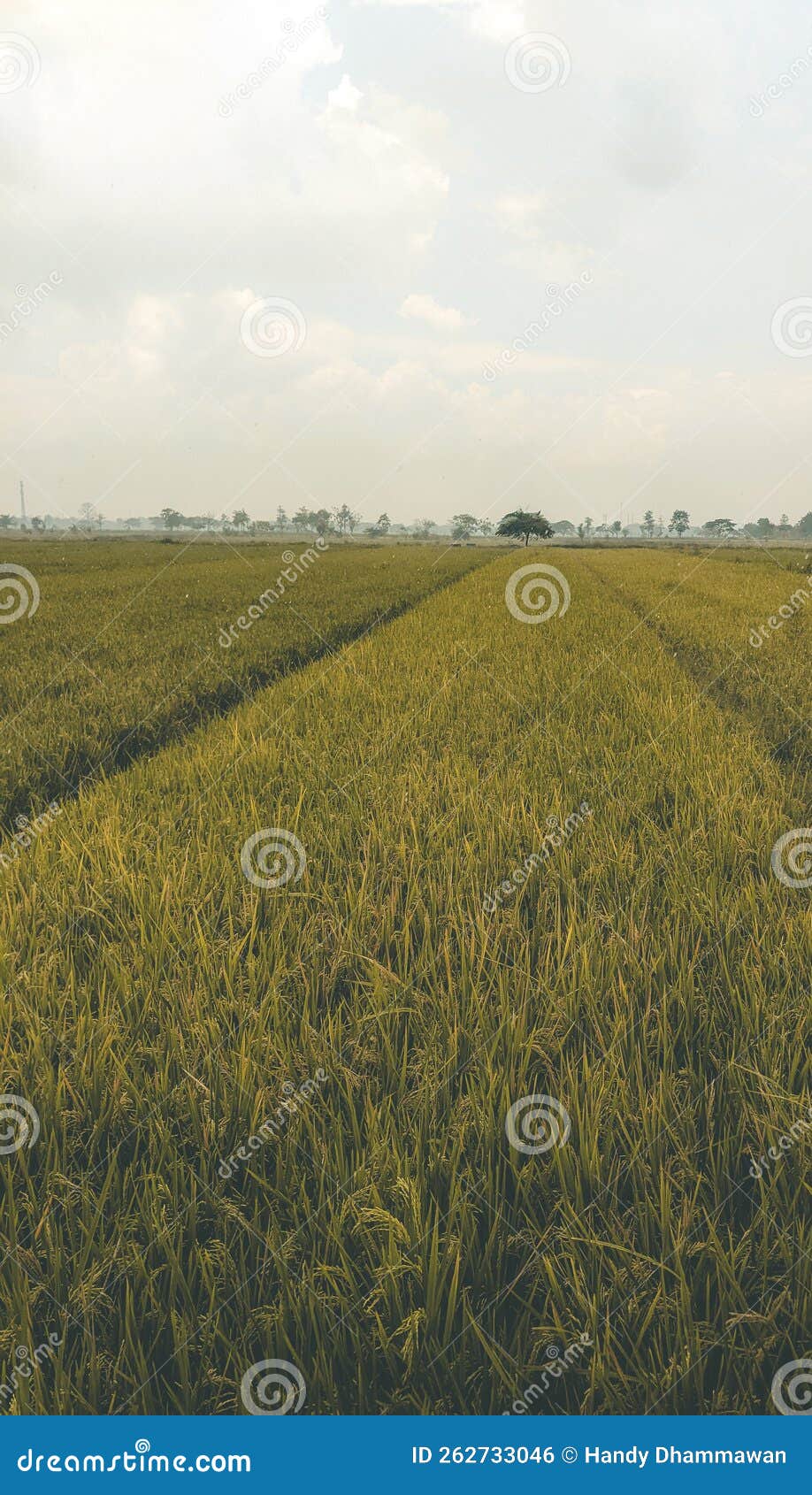 Rainy Rice Field view stock photo. Image of flower, grassland - 262733046