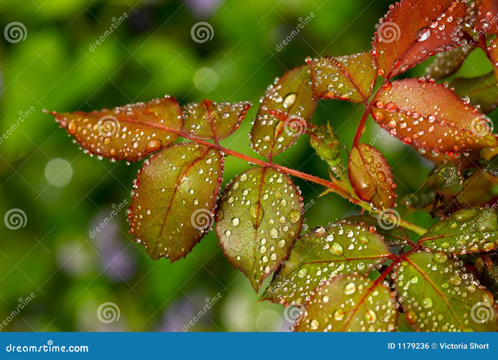 Rainy rose leaves stock photo. Image of leaf, drops, damp - 1179236