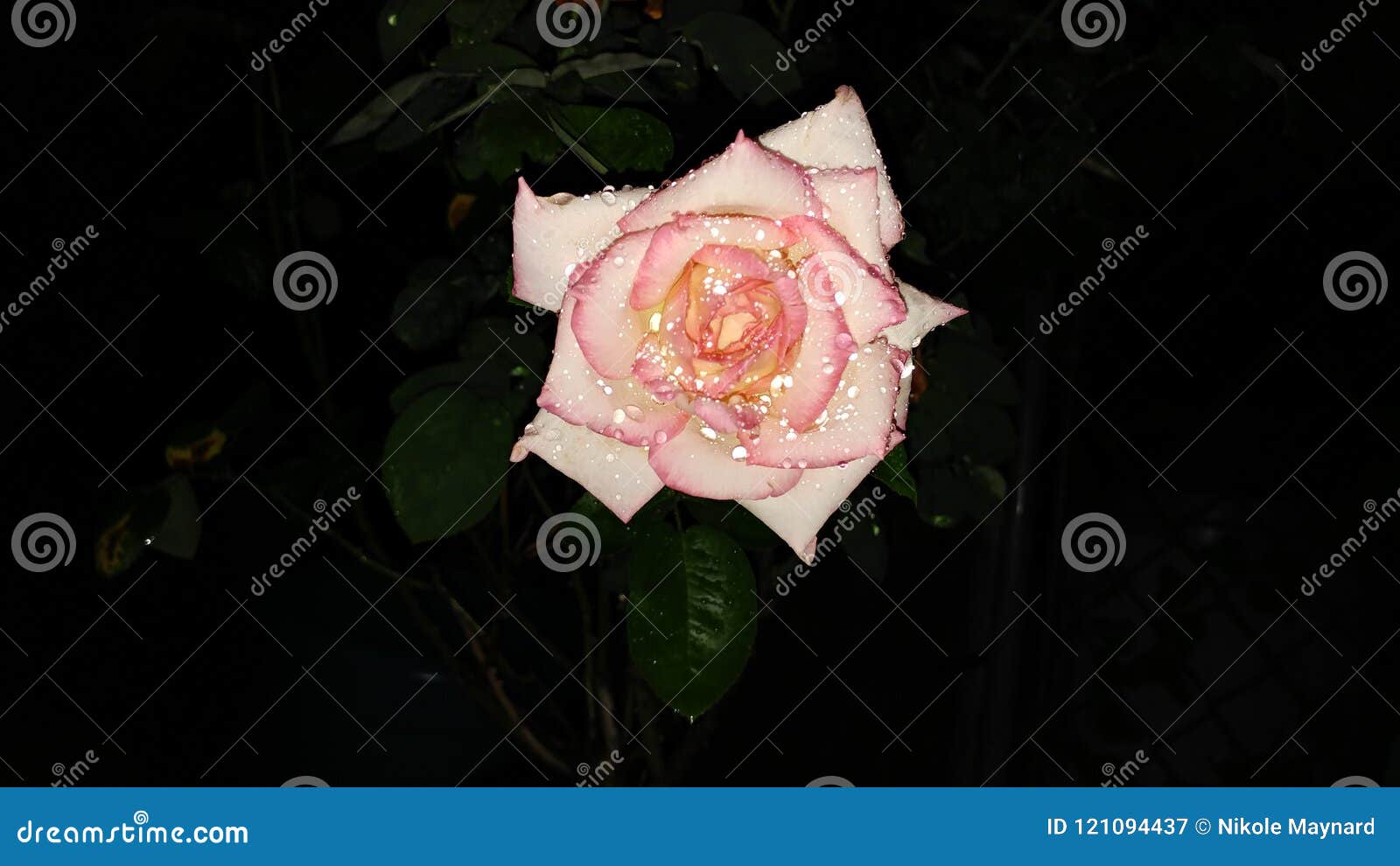 Rainy Rose stock image. Image of rainy, raining, rose - 121094437