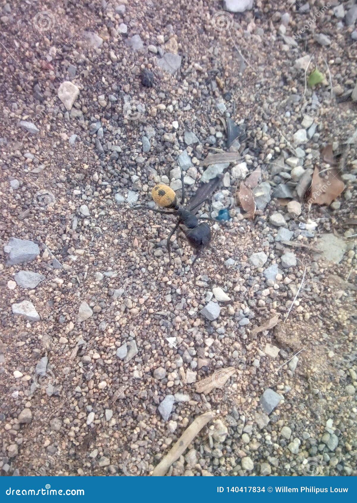 Balbyter/ant on ground stock photo. Image of bring, rainy - 140417834