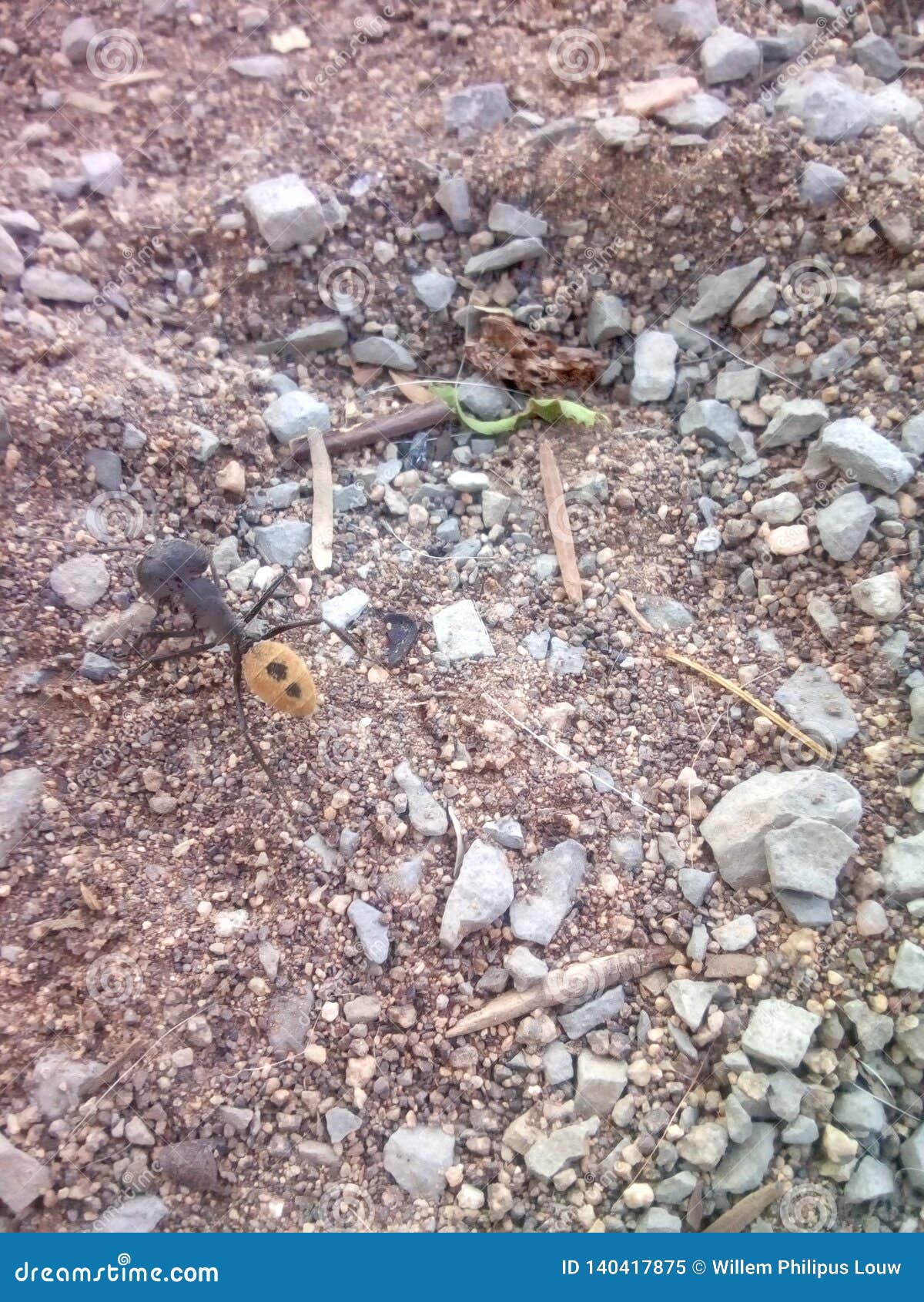 Balbyter/ant on ground stock image. Image of season - 140417875