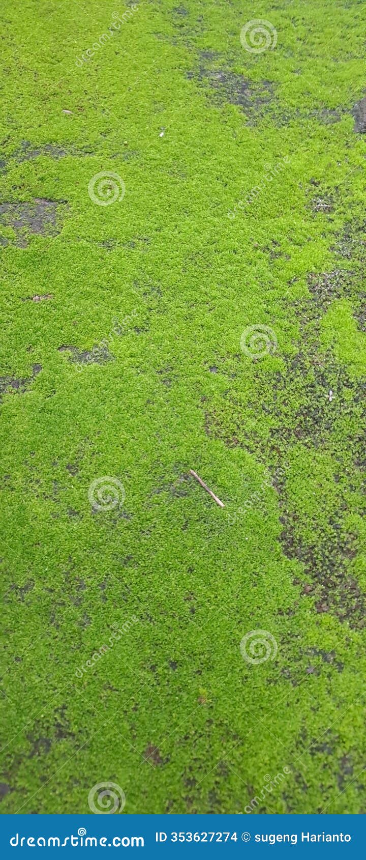 During the Rainy Season Moss Grows Like a Carpet Stock Photo - Image of ...
