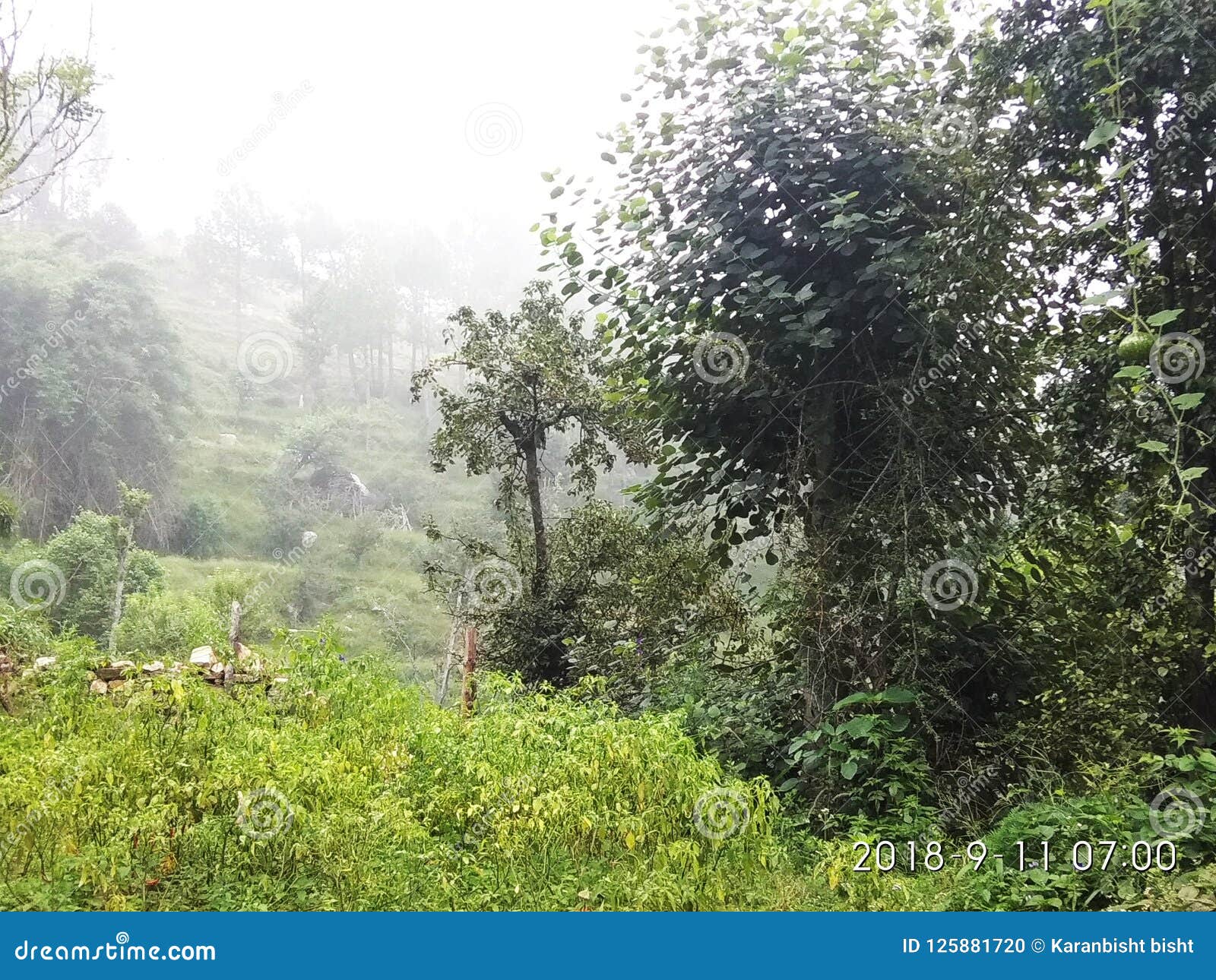 Almora trees stock photo. Image of season, tree, almora - 125881720