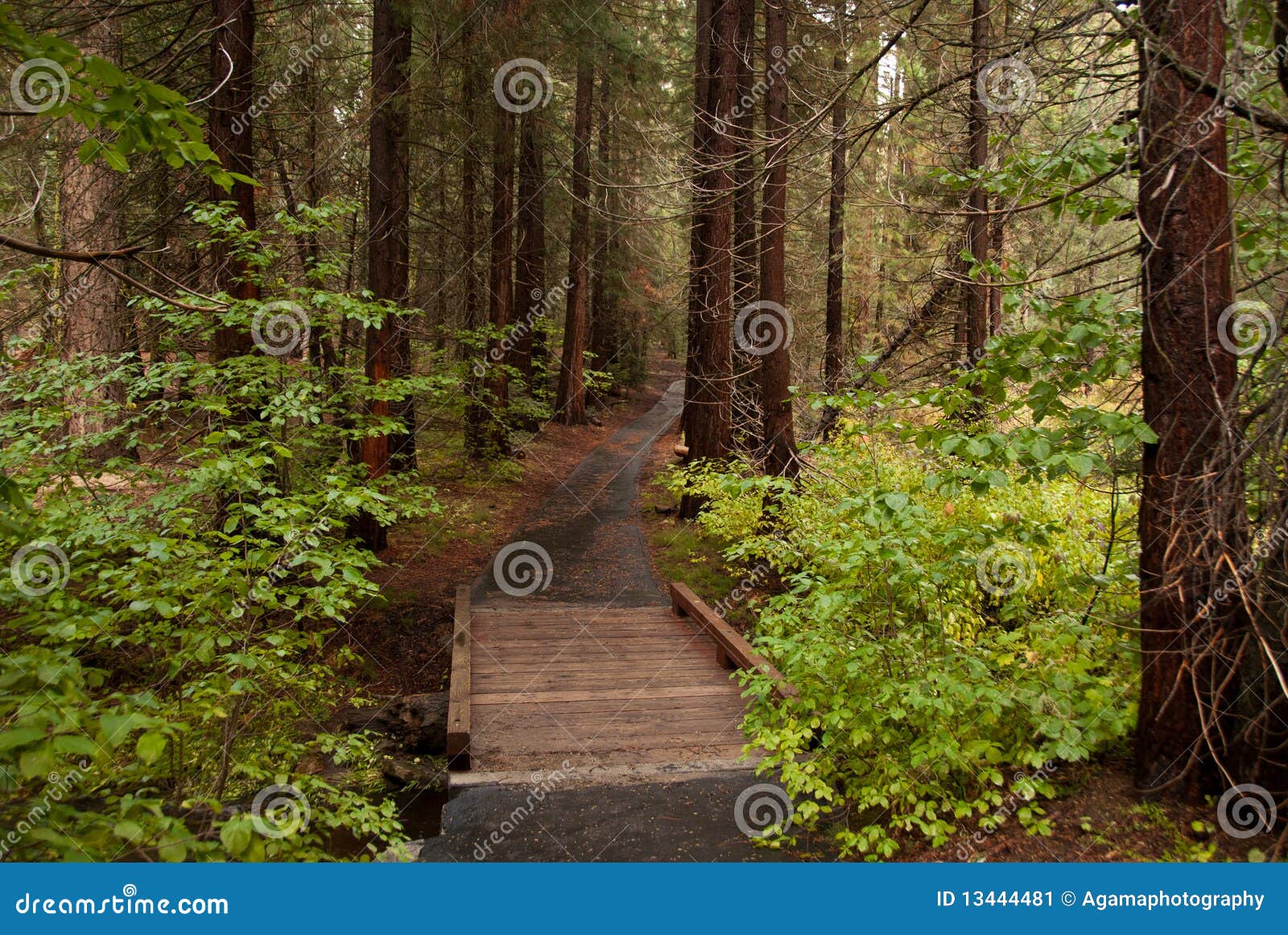 Rainy trail stock image. Image of bush, bark, california - 13444481