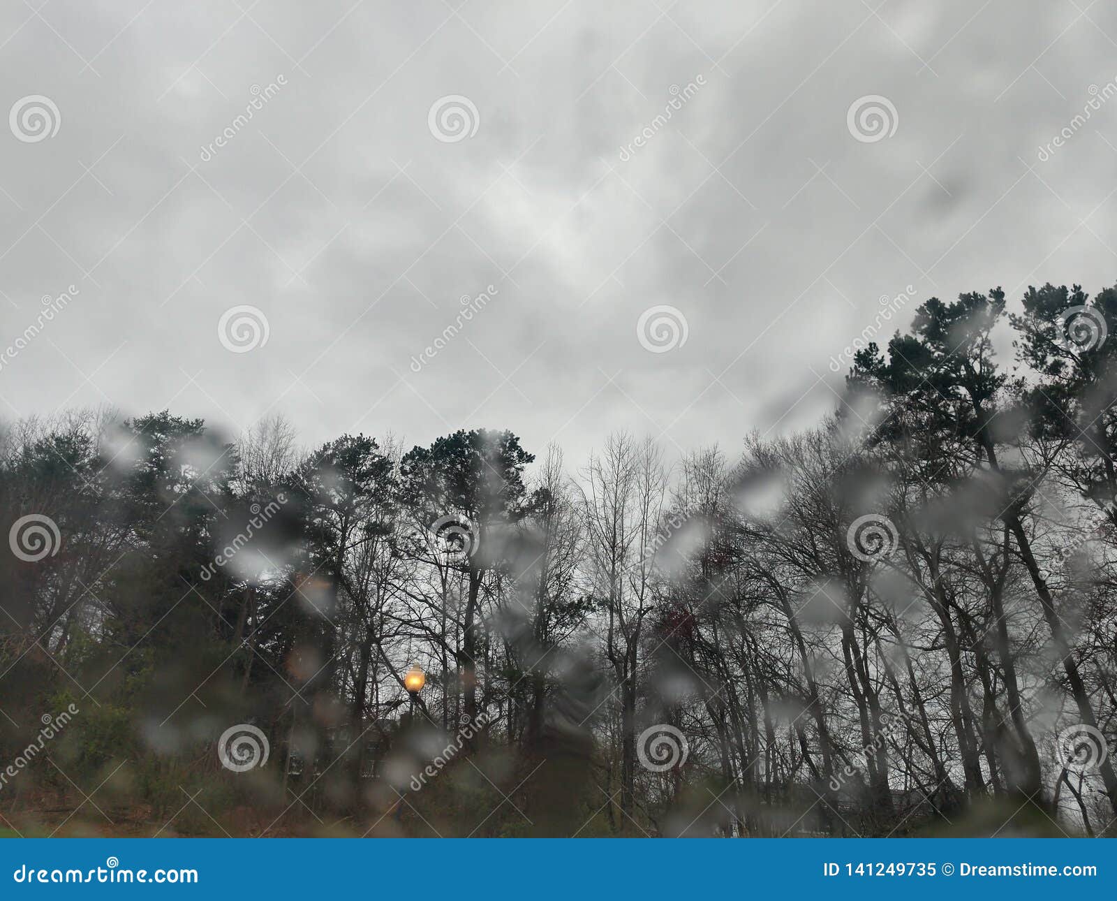 Rainy trees stock image. Image of rain, trees, dreary - 141249735