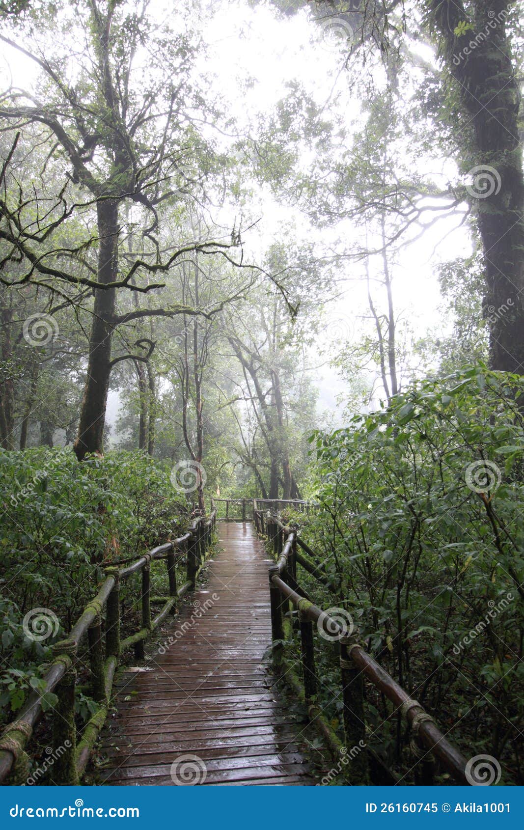 Rainy walking path stock image. Image of moist, track - 26160745