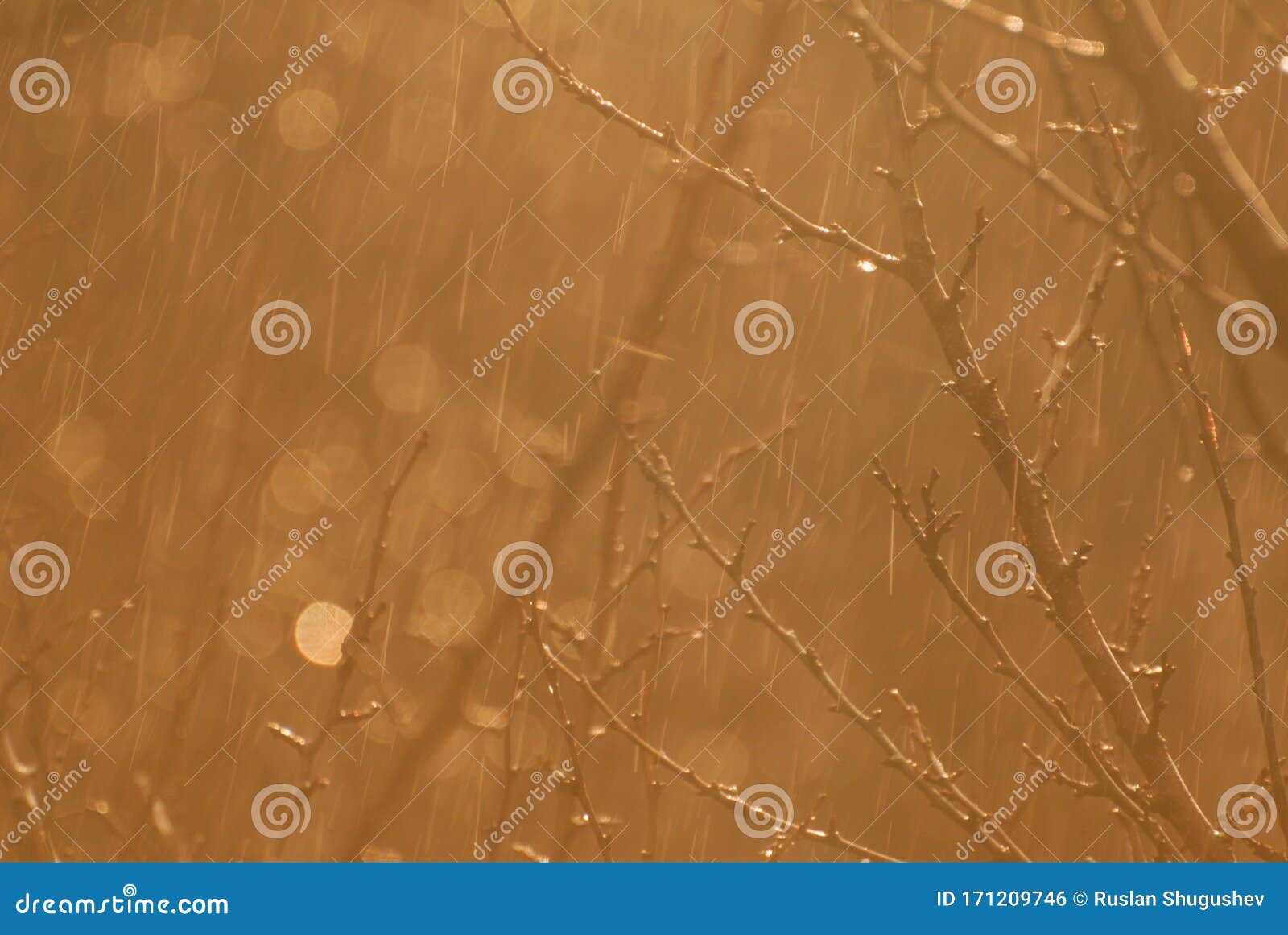 Rainy Weather in Spring Rain Fall Water Drop on Tree Branch on Sunset ...