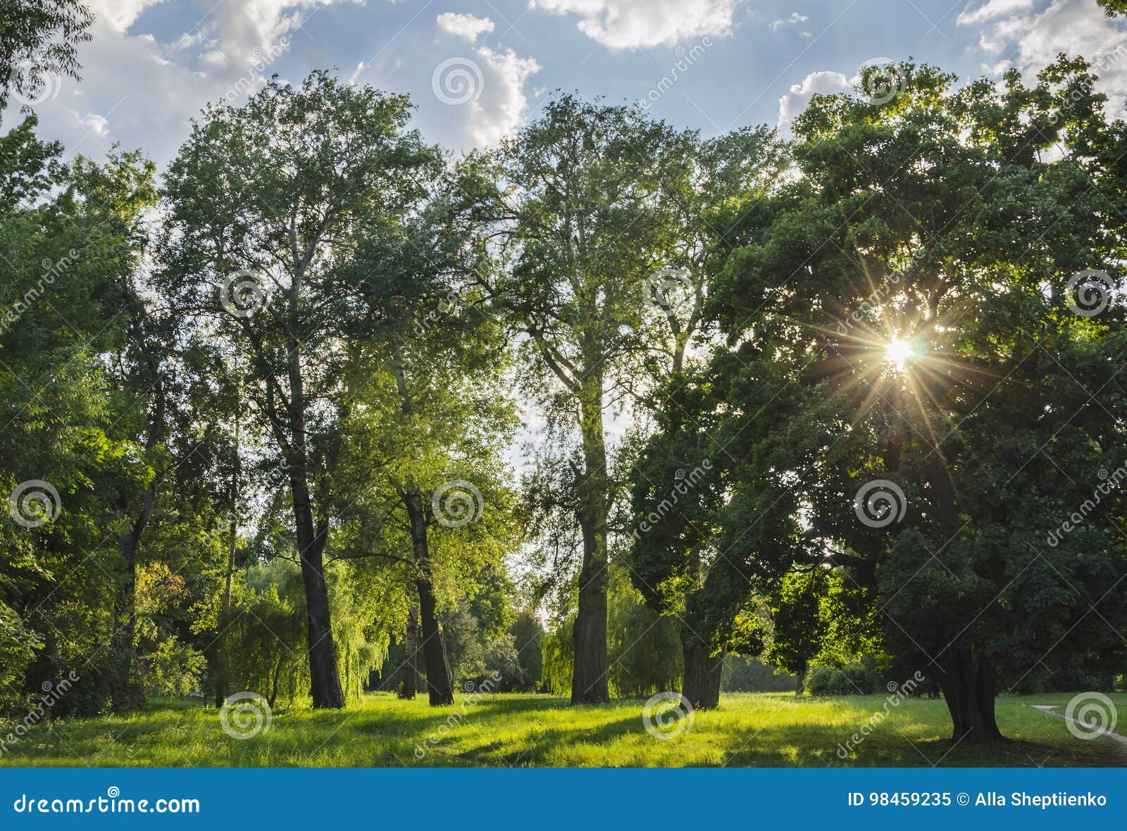 Raios Da Paisagem E Do Sol No Parque Imagem de Stock - Imagem de ...