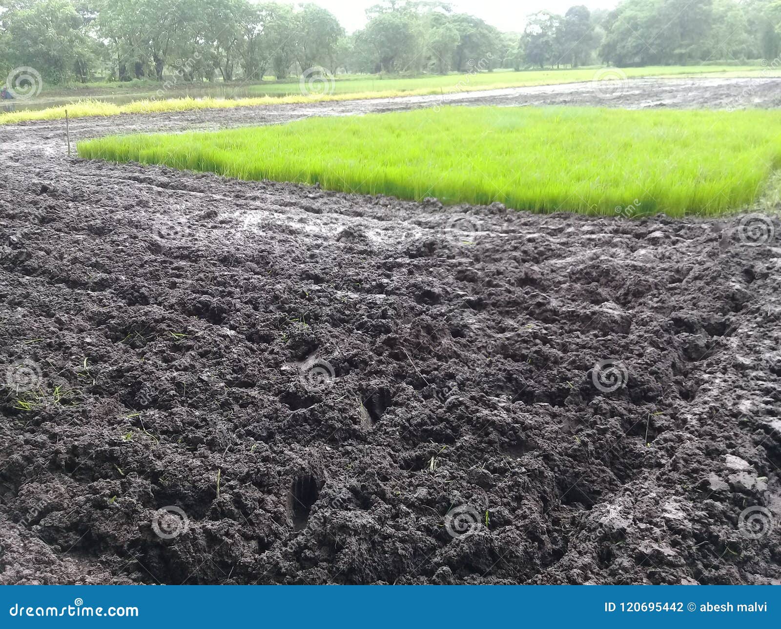 Farming stock photo. Image of rain, rais, farming, farm - 120695442