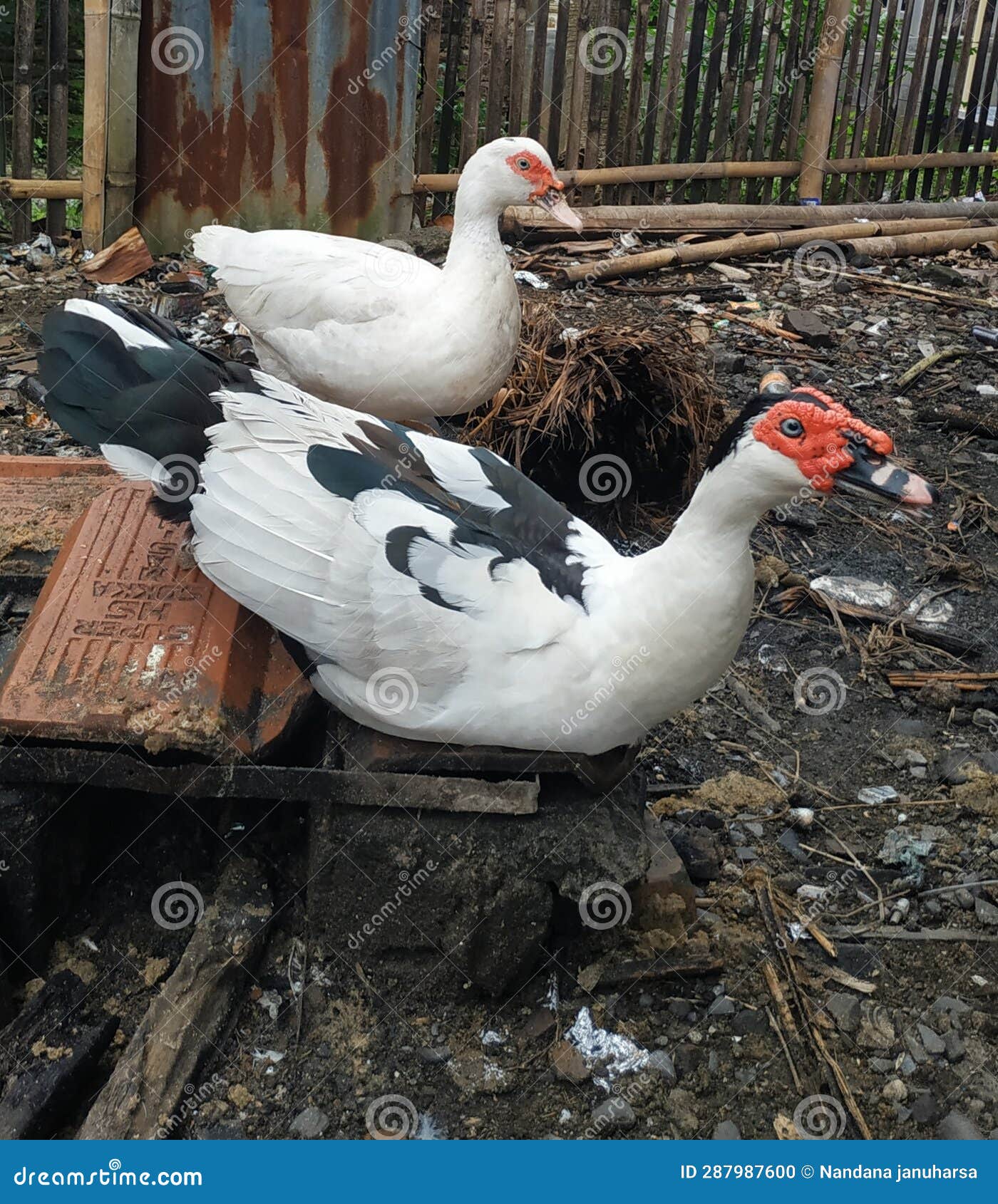 Raise a Pair of Very Good Ducks Stock Photo - Image of ducks, pair ...