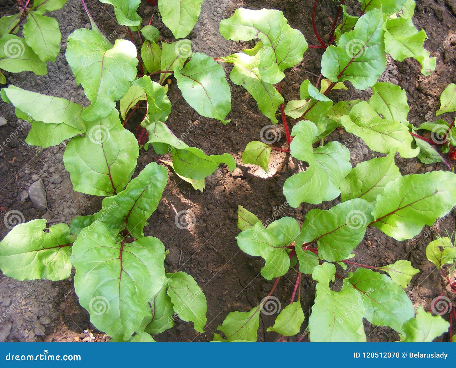 Raised Beds Full of Beetroot Plants Stock Photo - Image of beetroot ...
